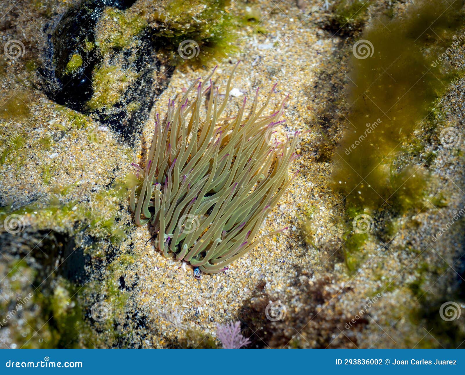 Snakelocks Anemone (Anemonia Viridis) on a Rock Stock Photo - Image of ...