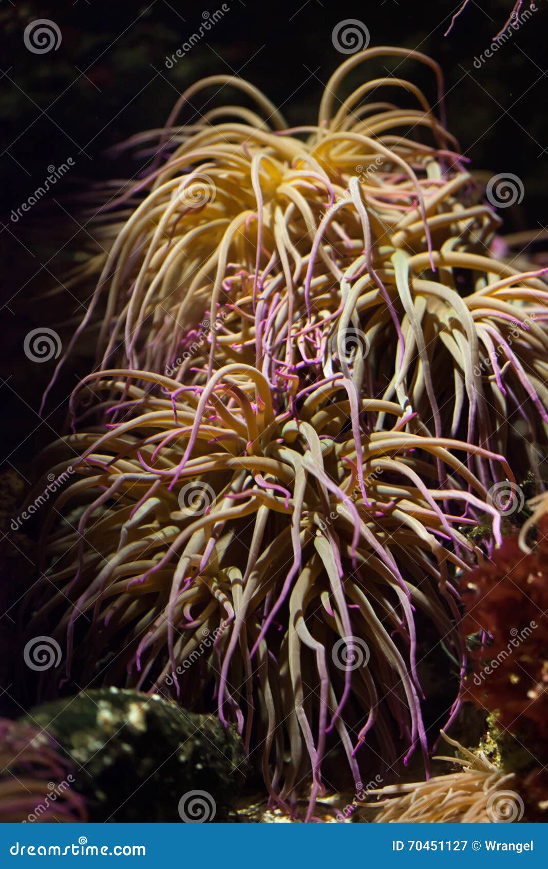 Snakelocks Anemone (Anemonia Viridis). Stock Image - Image of tropic ...