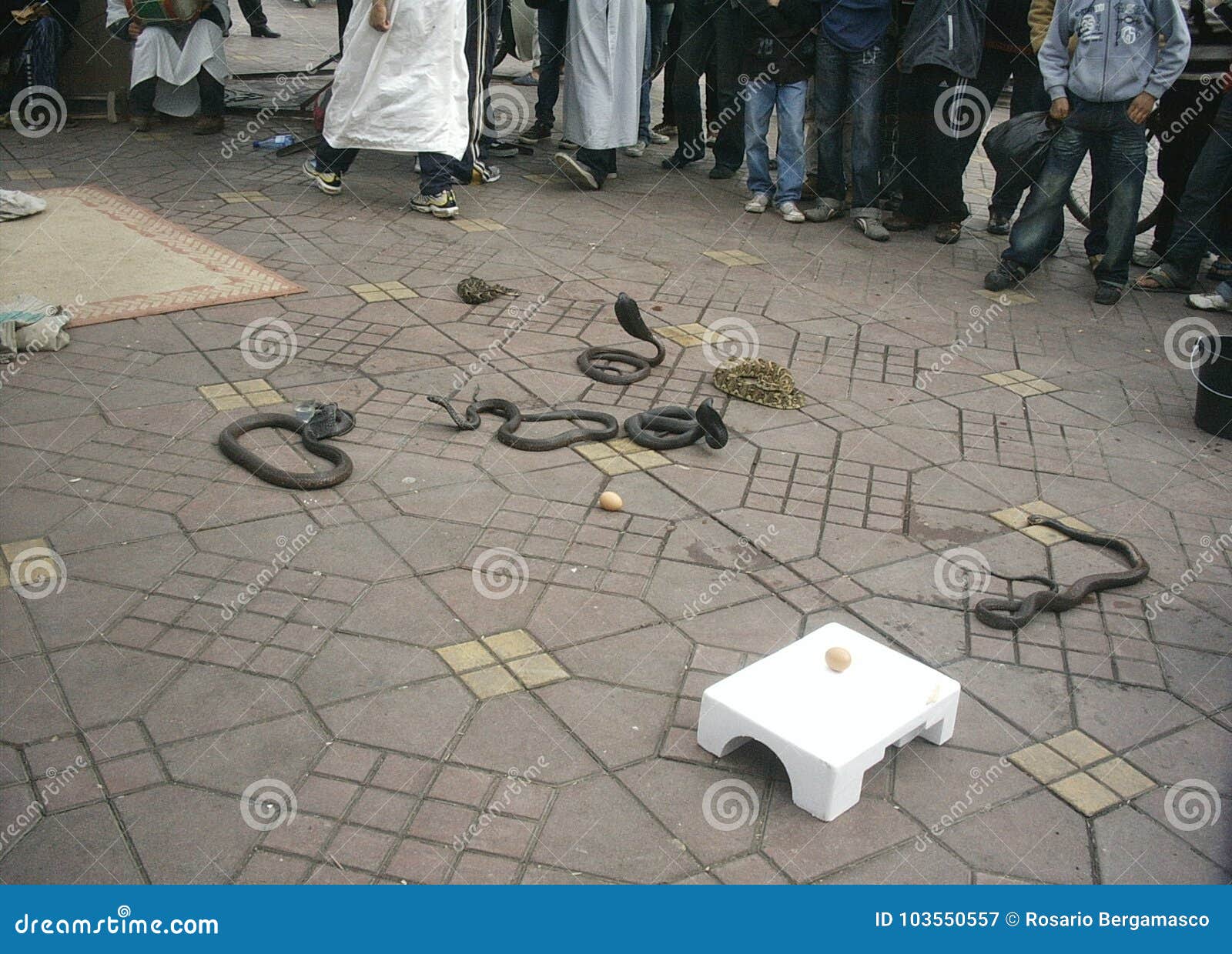 Snakes editorial photography. Image of marrakesh, snakes - 103550557