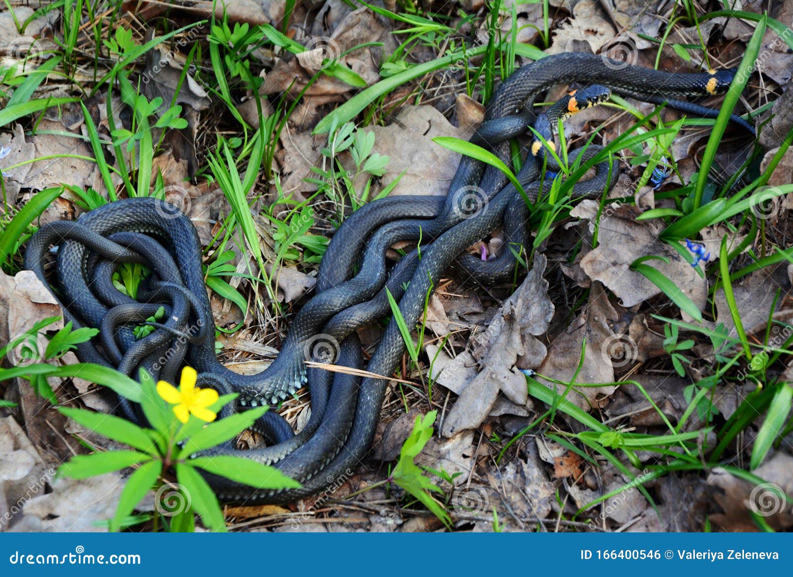 Snakes Bask in the Spring Sun Stock Photo - Image of predator, flowers ...