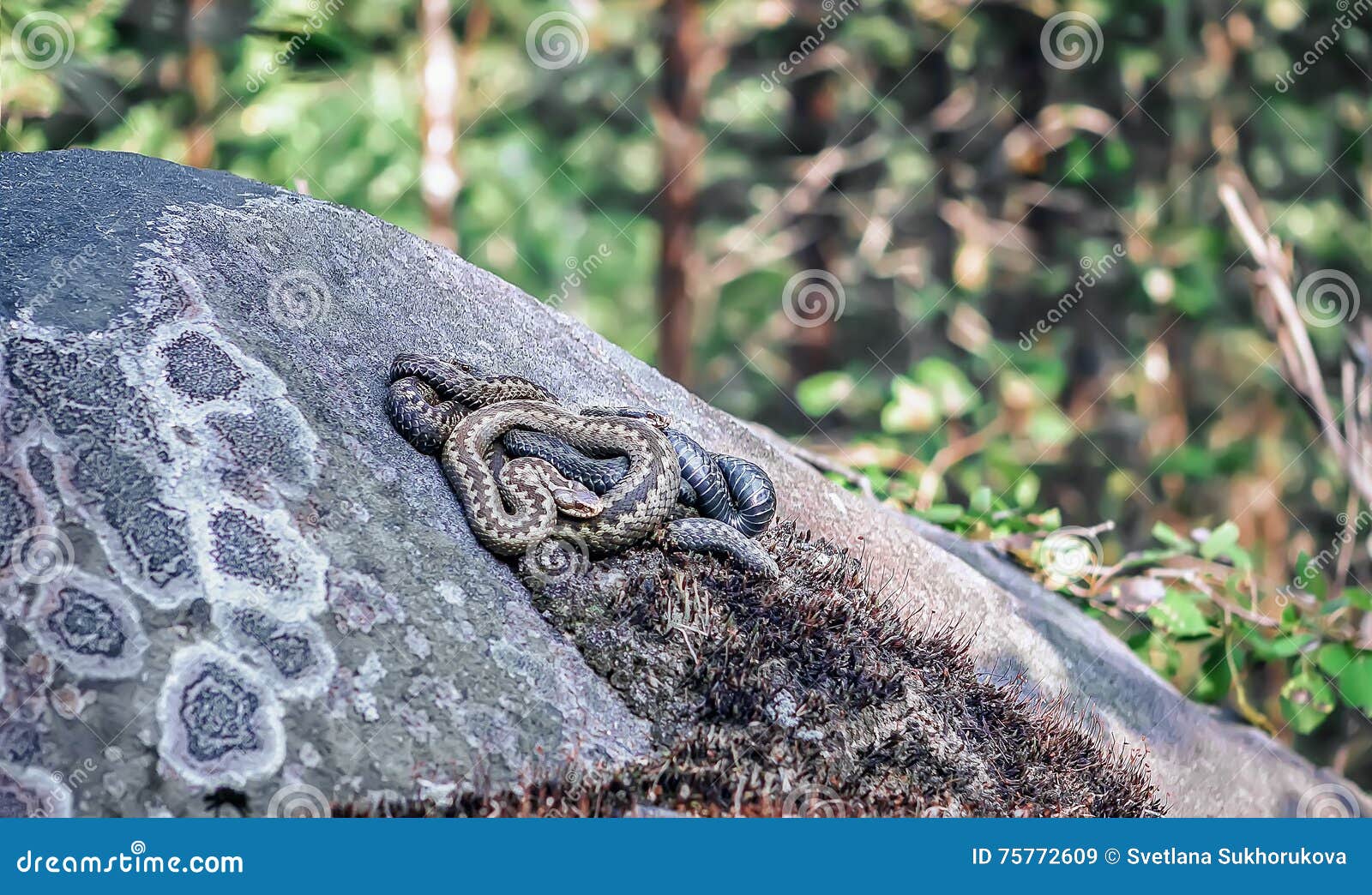Snakes basking in the sun stock image. Image of sign - 75772609