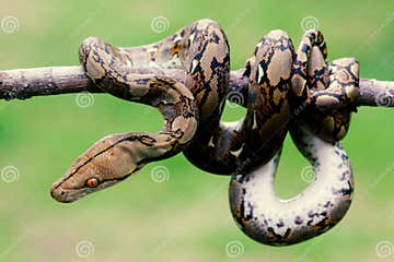 Snakes, Batik Pythons on Tree Branches Stock Photo - Image of insects ...