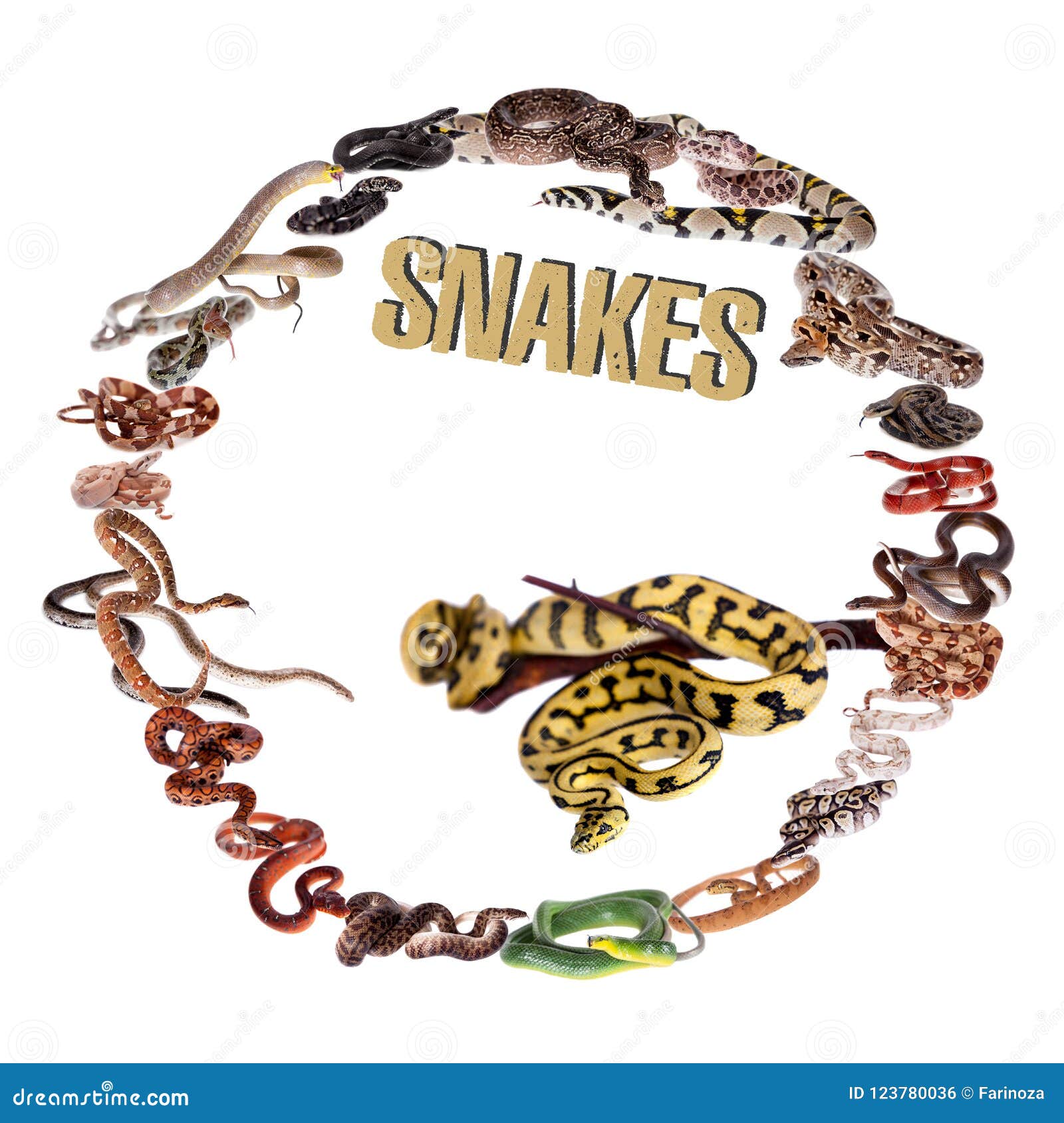 Snakes circle set on white stock photo. Image of jungle - 123780036