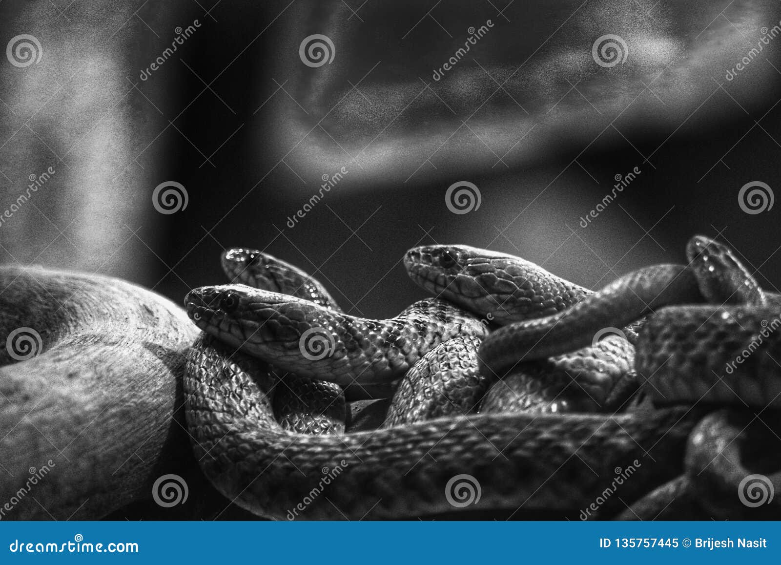 Snakes stock image. Image of time, together, good, called - 135757445