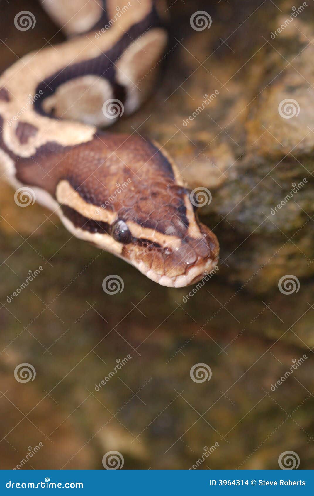 Snakes Head stock photo. Image of fear, reptile, slither - 3964314