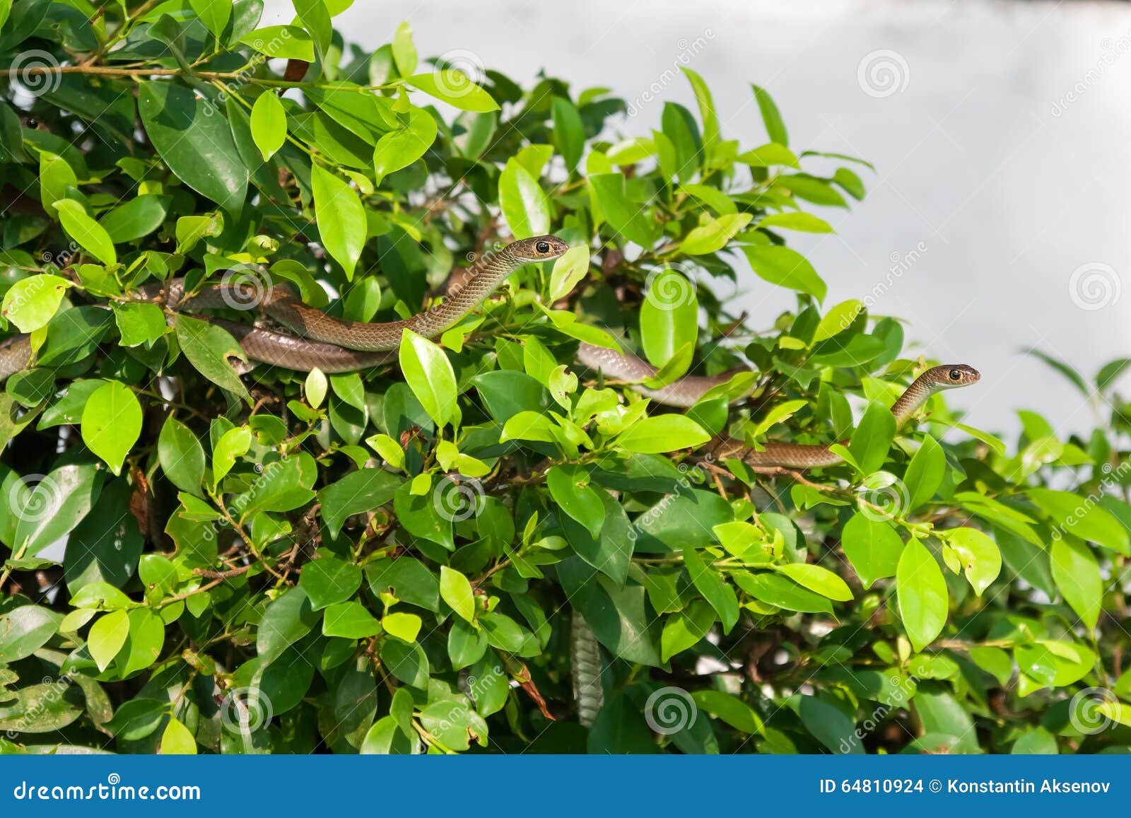 Snakes Hide in Tree Foliage, Vietnam. Stock Photo - Image of animal ...