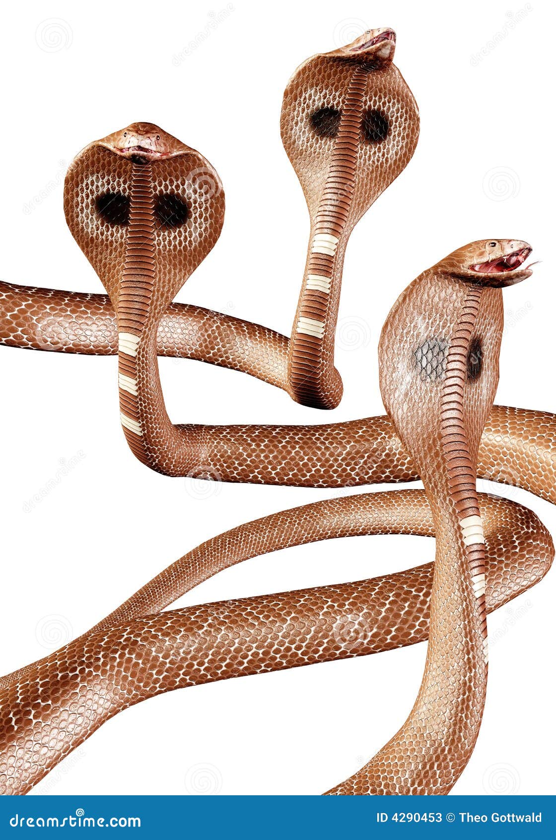 Three Snakes, Coloring Page, Vector Icon | CartoonDealer.com #185051647