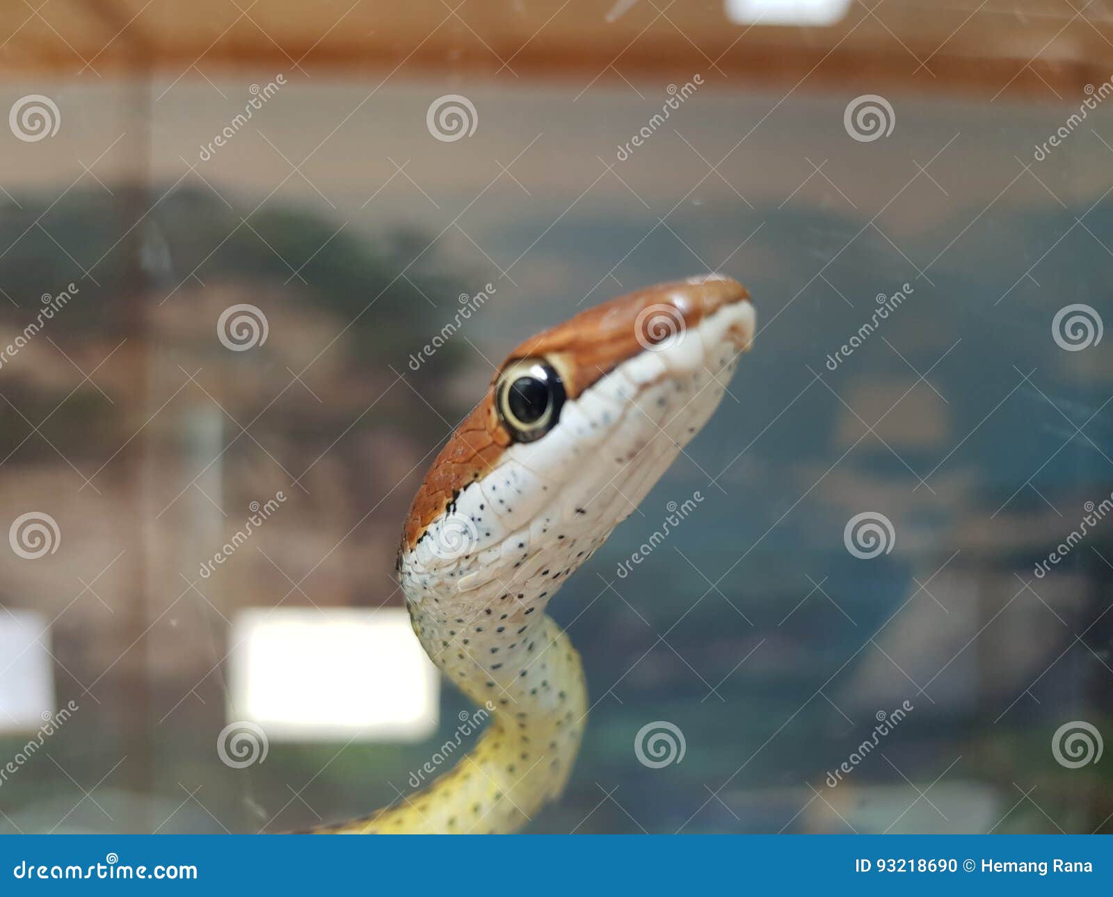 Snakes stock photo. Image of snakes, africa, fauna, kenya - 93218690