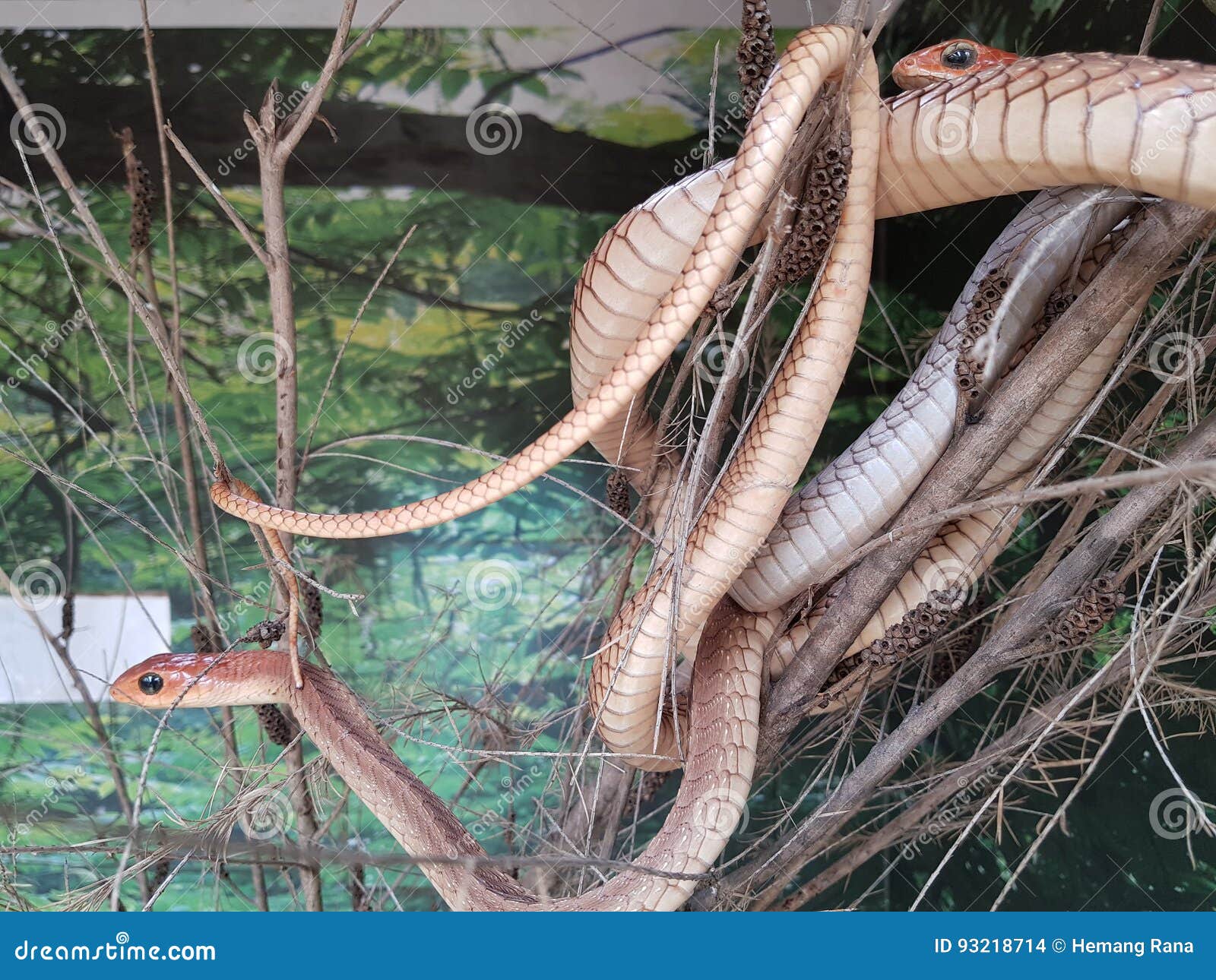 Snakes stock photo. Image of serpent, grass, wildlife - 93218714