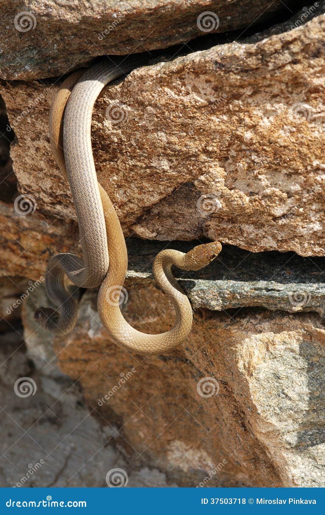 Snakes in love stock photo. Image of greece, serpent - 37503718