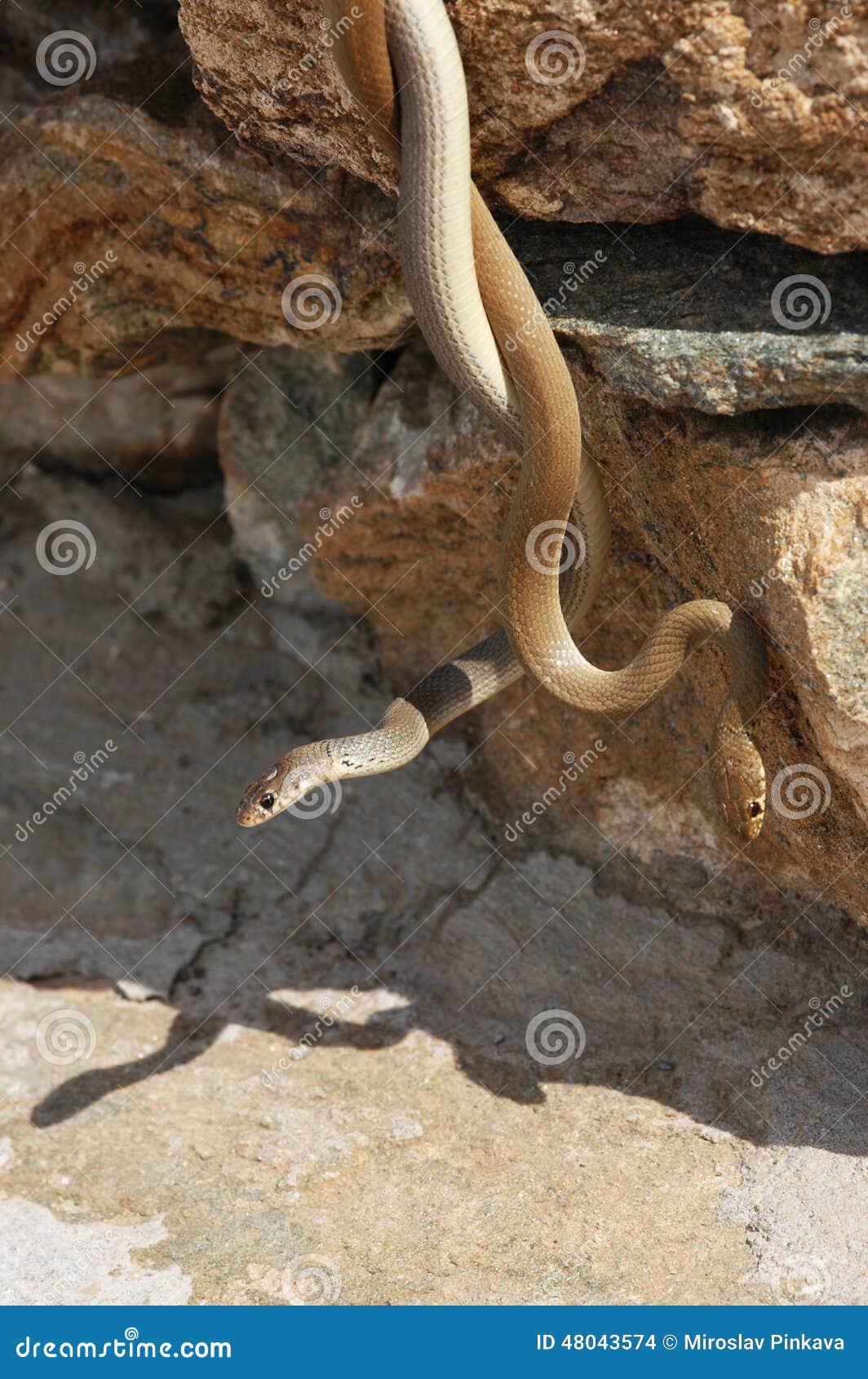 Snakes in love stock photo. Image of seacoast, fear, pattern - 48043574