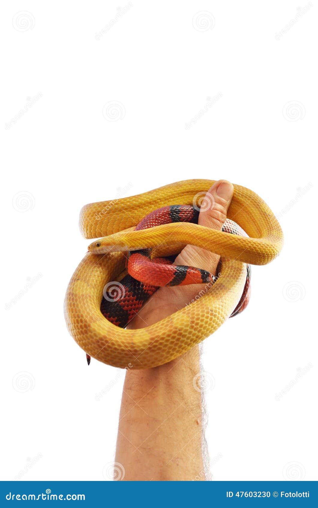 Snakes in my hand stock photo. Image of hand, fauna, predator - 47603230