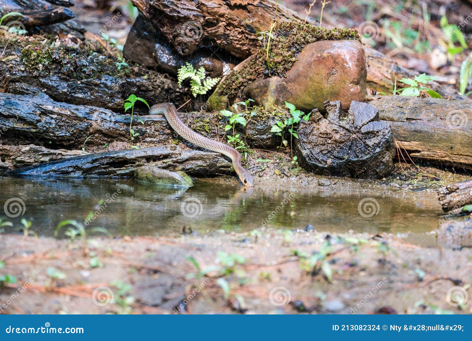 Snakes in nature stock photo. Image of biodiversity - 213082324