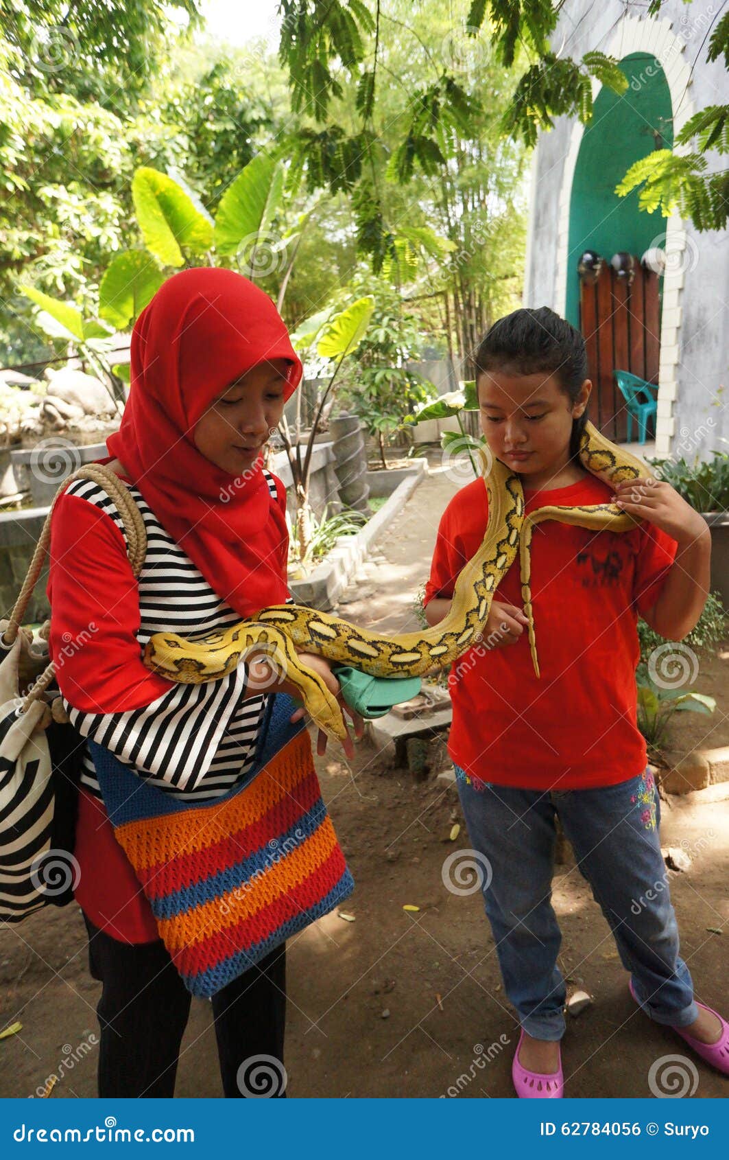 Snakes editorial photo. Image of interacting, java, snake - 62784056