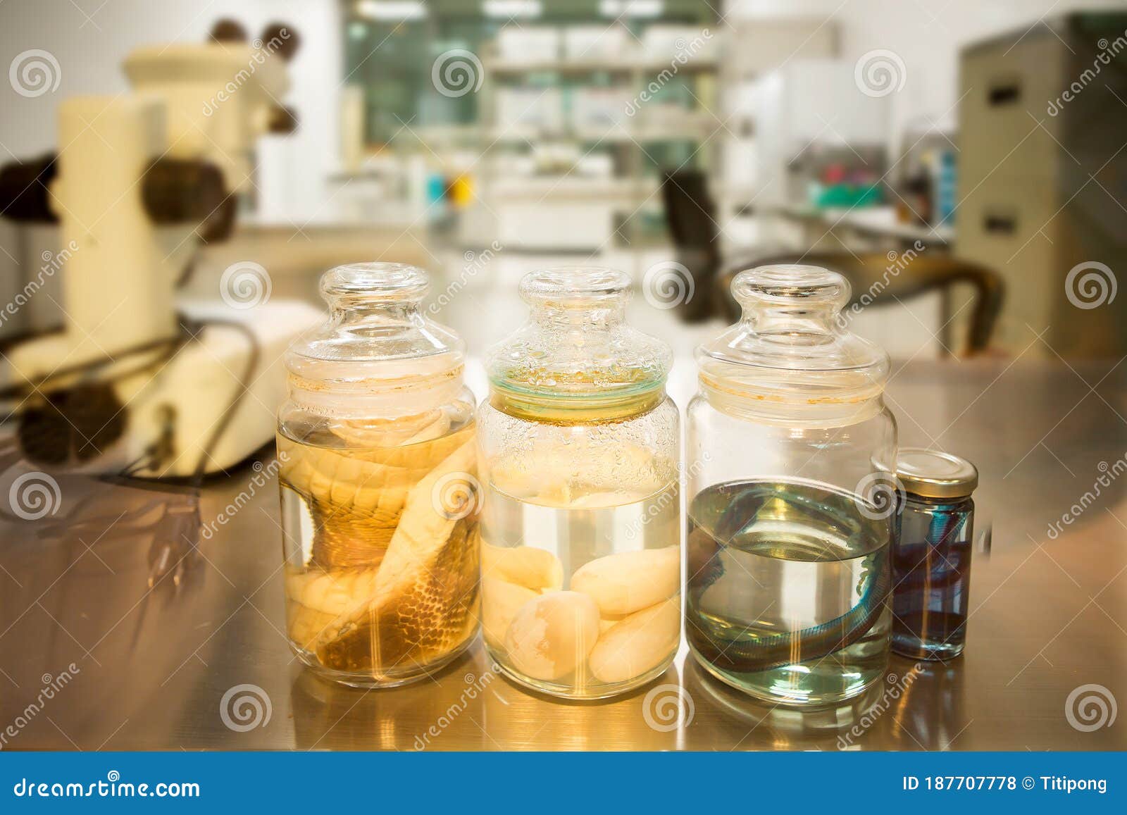 Snakes in a science lab stock photo. Image of animals - 187707778