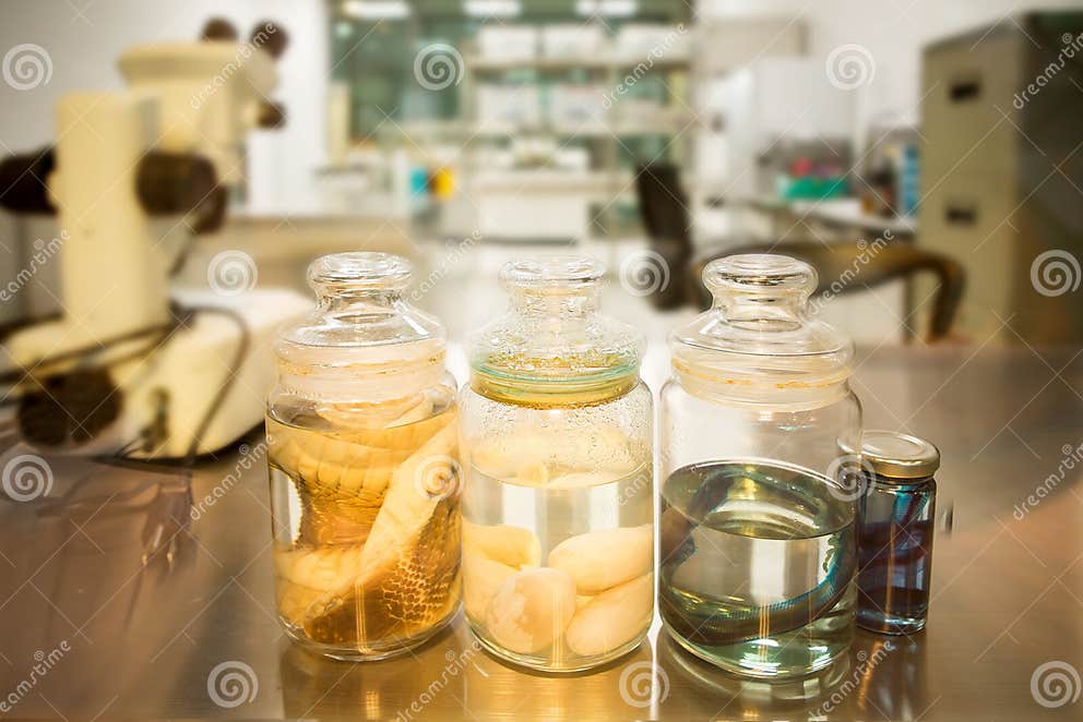 Snakes in a science lab stock photo. Image of animals - 187707778