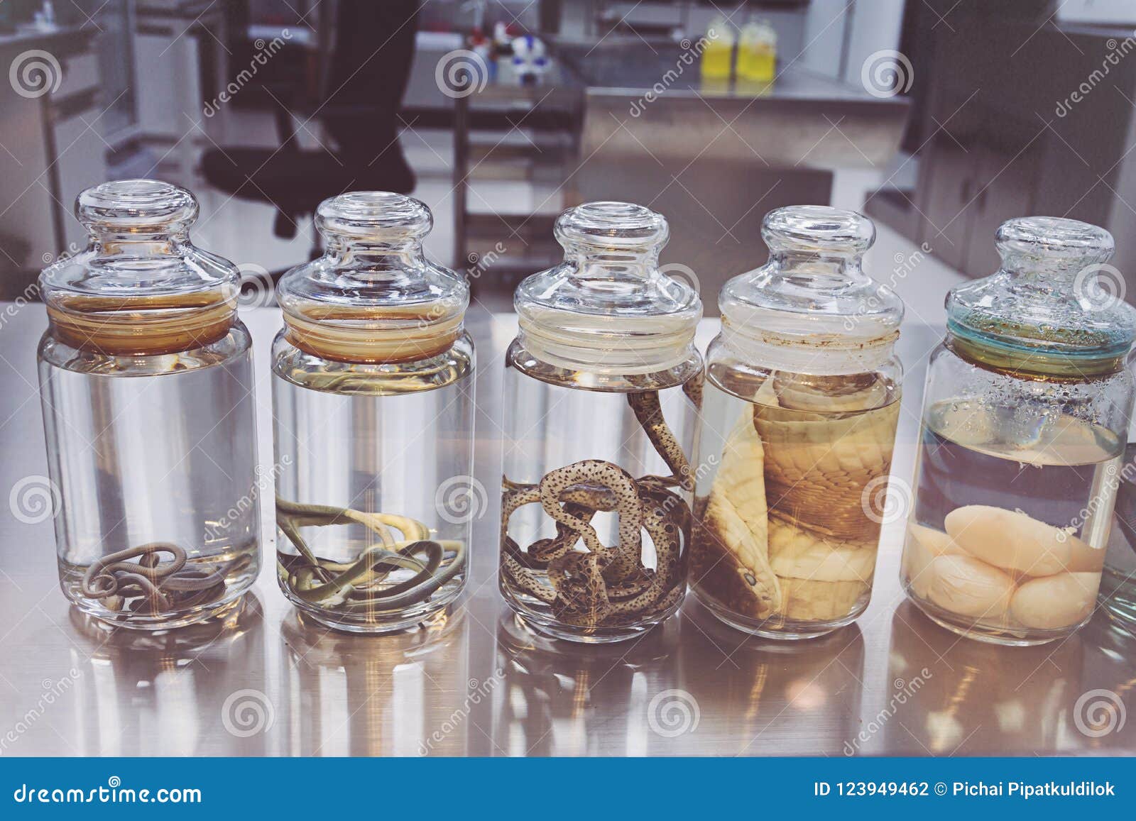 Snakes in a science lab stock photo. Image of bottles - 123949462