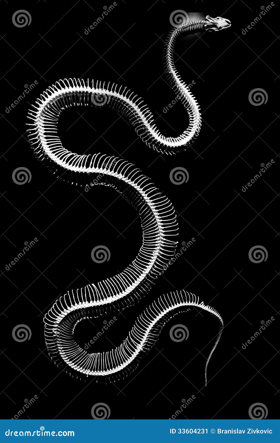 Snakes Skeleton Stock Photos - Free & Royalty-Free Stock Photos from ...