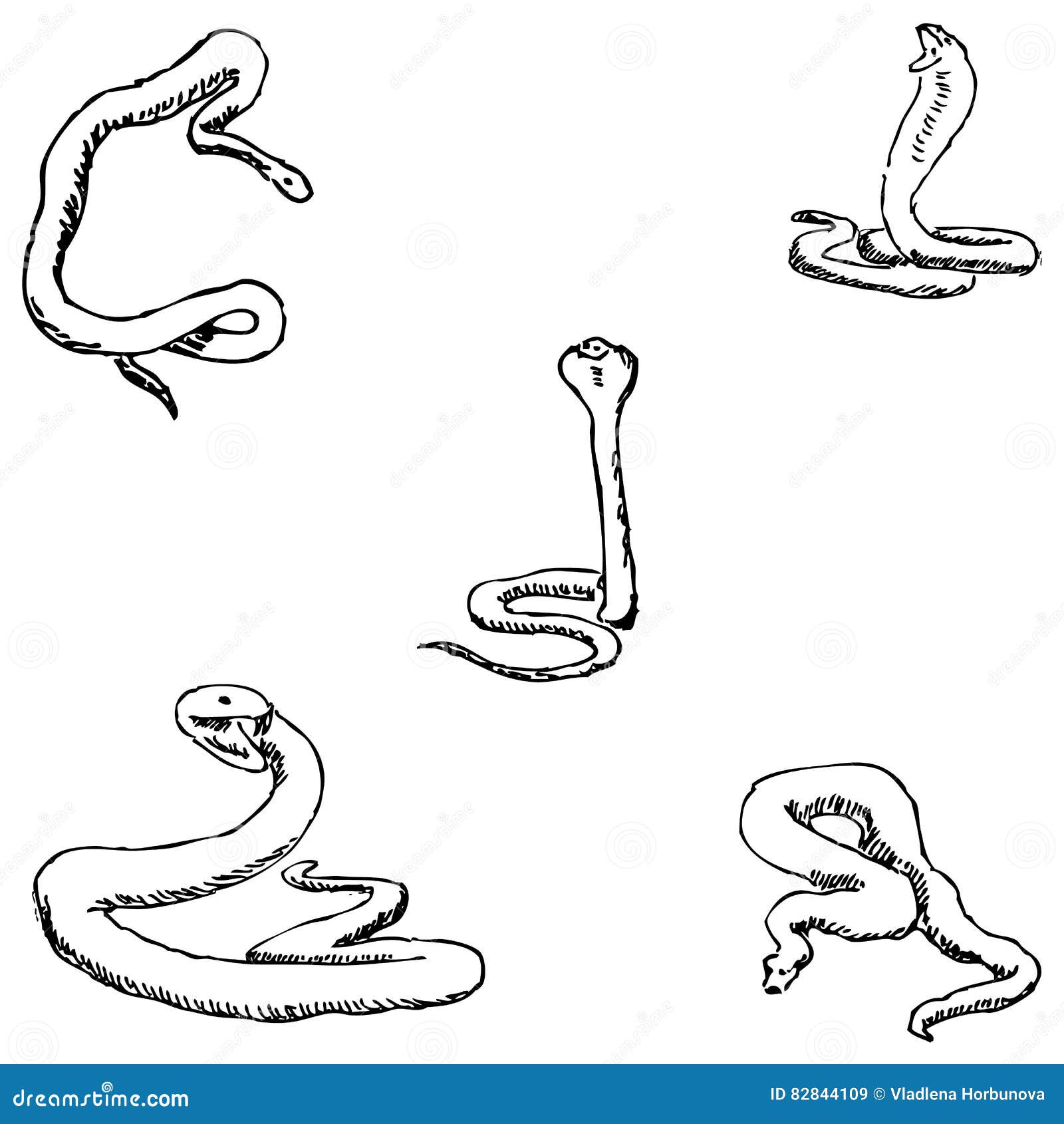 Snakes. A Sketch By Hand. Pencil Drawing Cartoon Vector | CartoonDealer ...