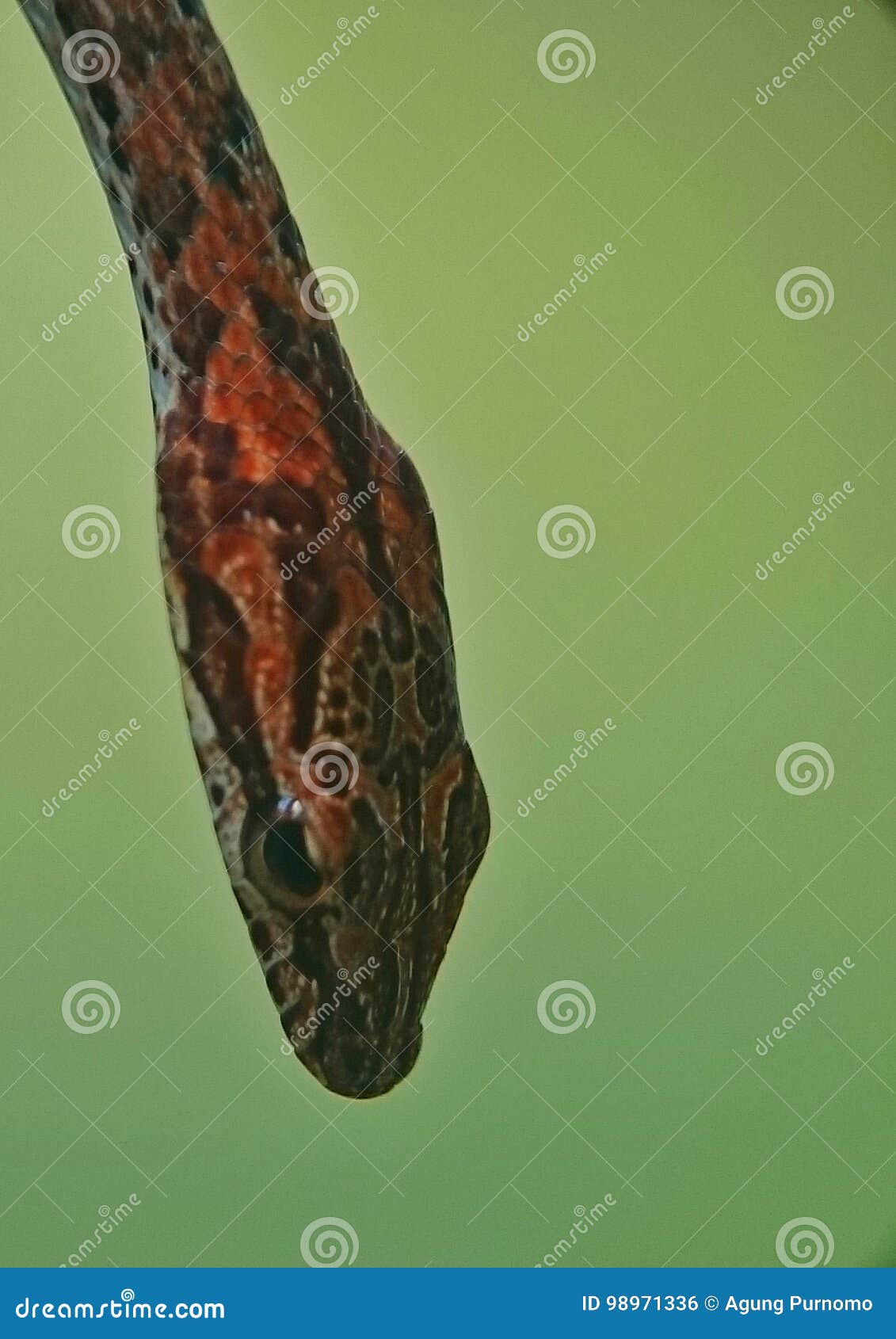 Snakes stock photo. Image of small, reptile, snakes, morning - 98971336