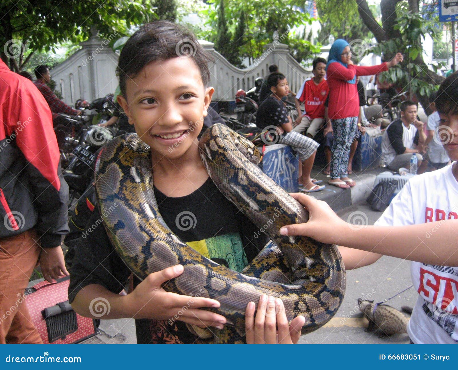 Snakes editorial photo. Image of lovers, java, central - 66683051