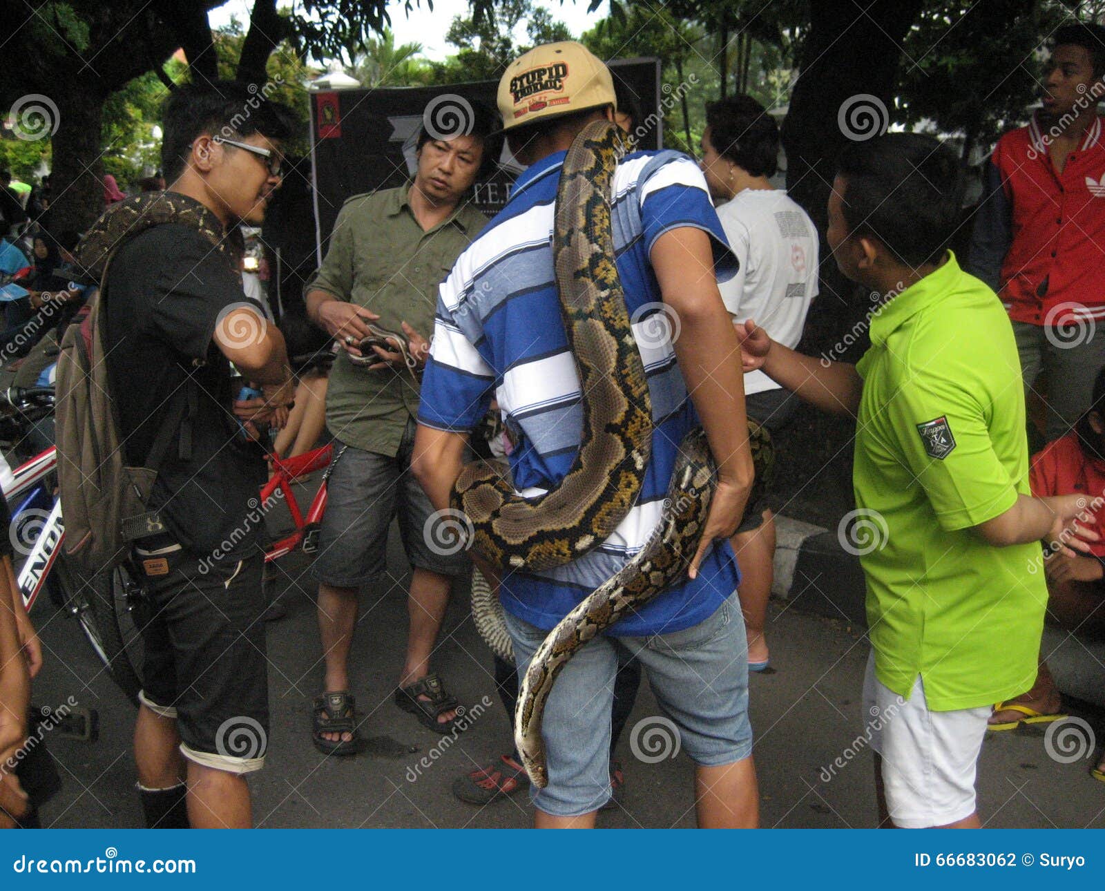 Snakes editorial photography. Image of snake, public - 66683062