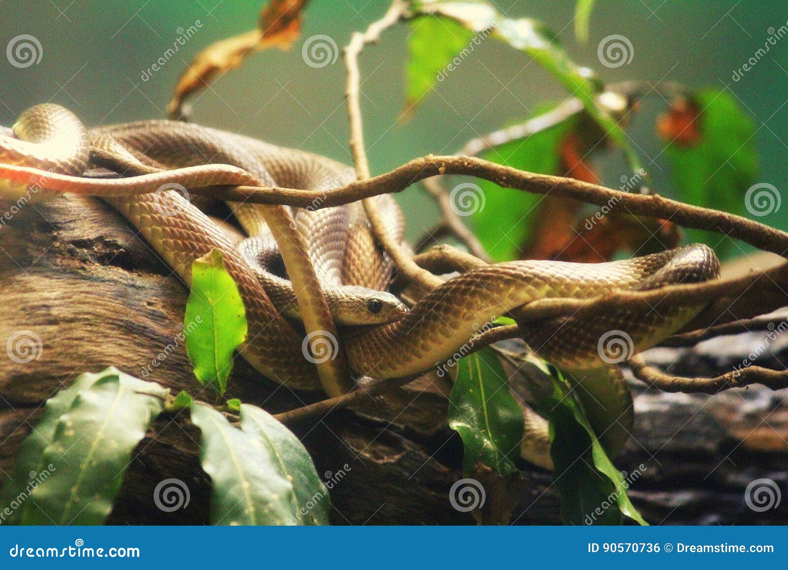 Snakes stock photo. Image of insect, express, green, love - 90570736