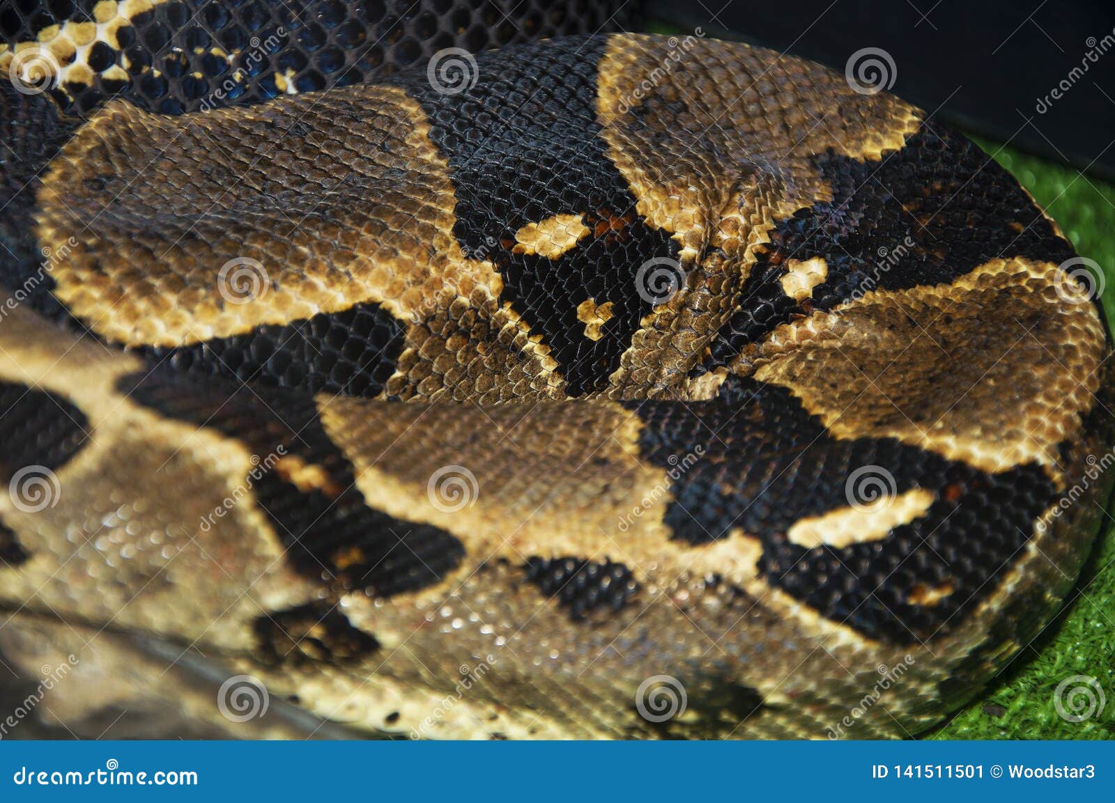 Snakes Texture and Backgrounds. Spotted Python Close-up Stock Image ...