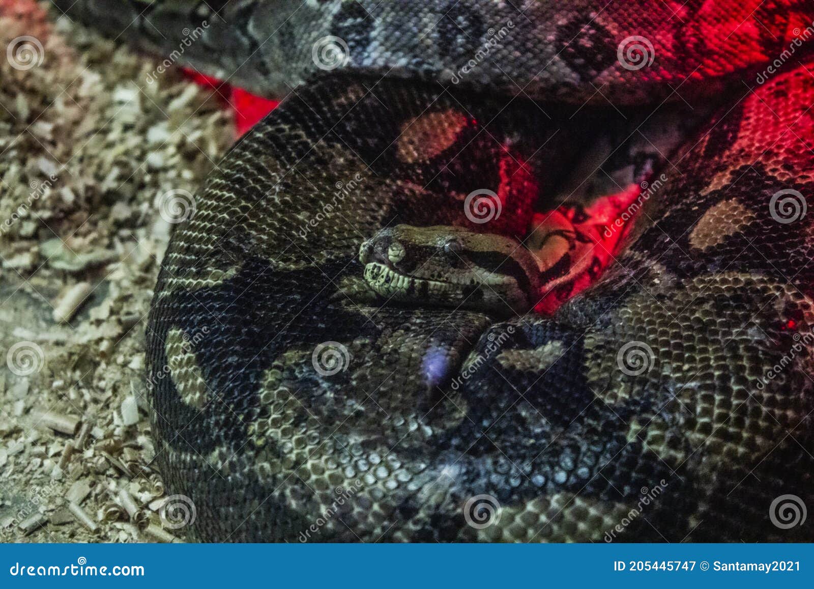 Snakes Under the Light, Snake S Nest Stock Image - Image of black, nest ...