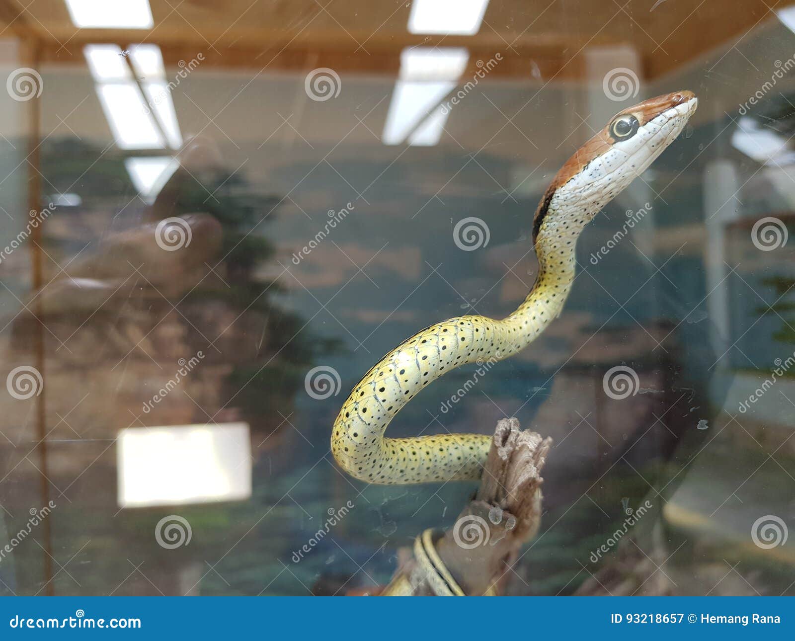 Snakes stock image. Image of organism, kenya, elapidae - 93218657