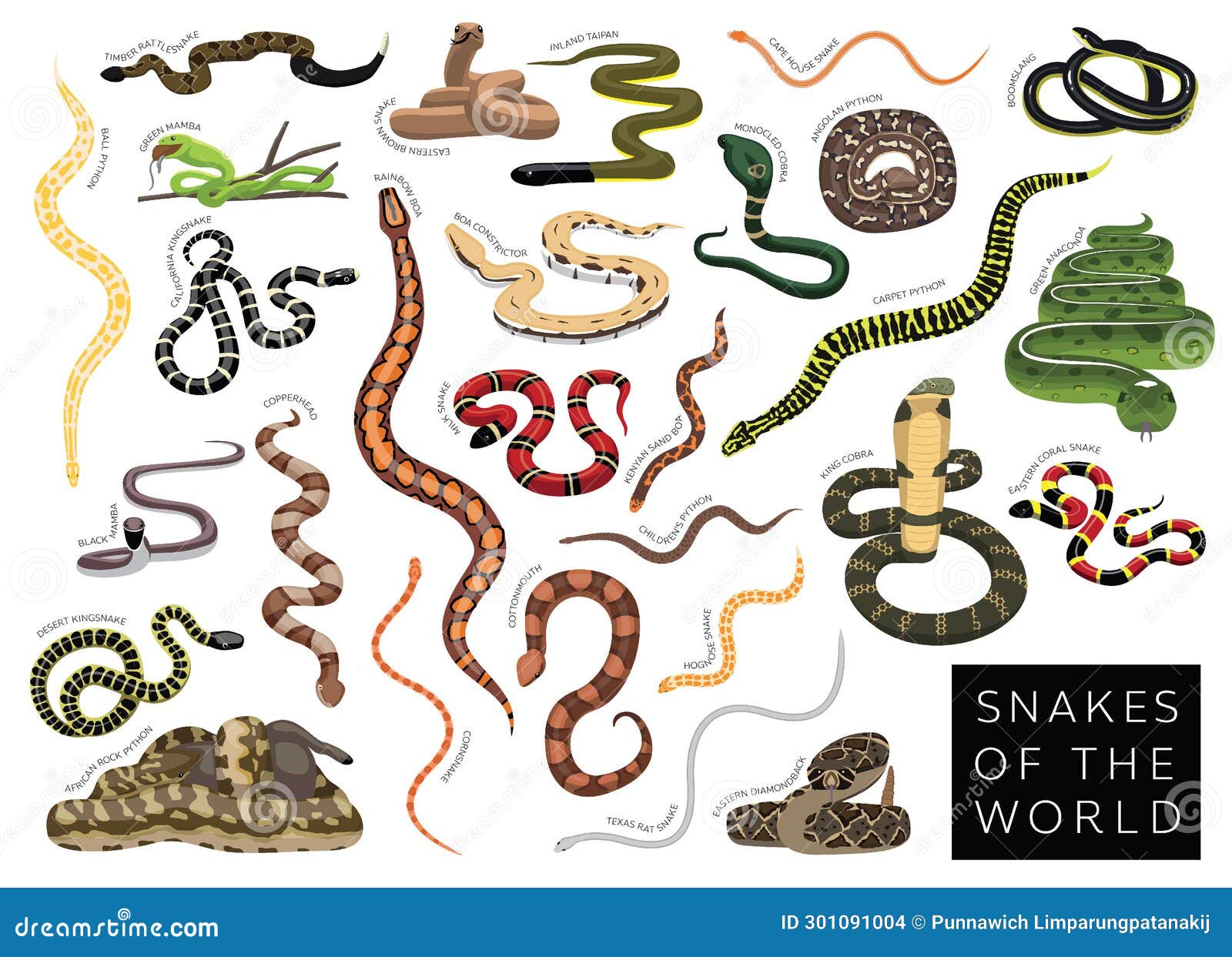 Snakes Of The World Set Cartoon Vector Character | CartoonDealer.com ...