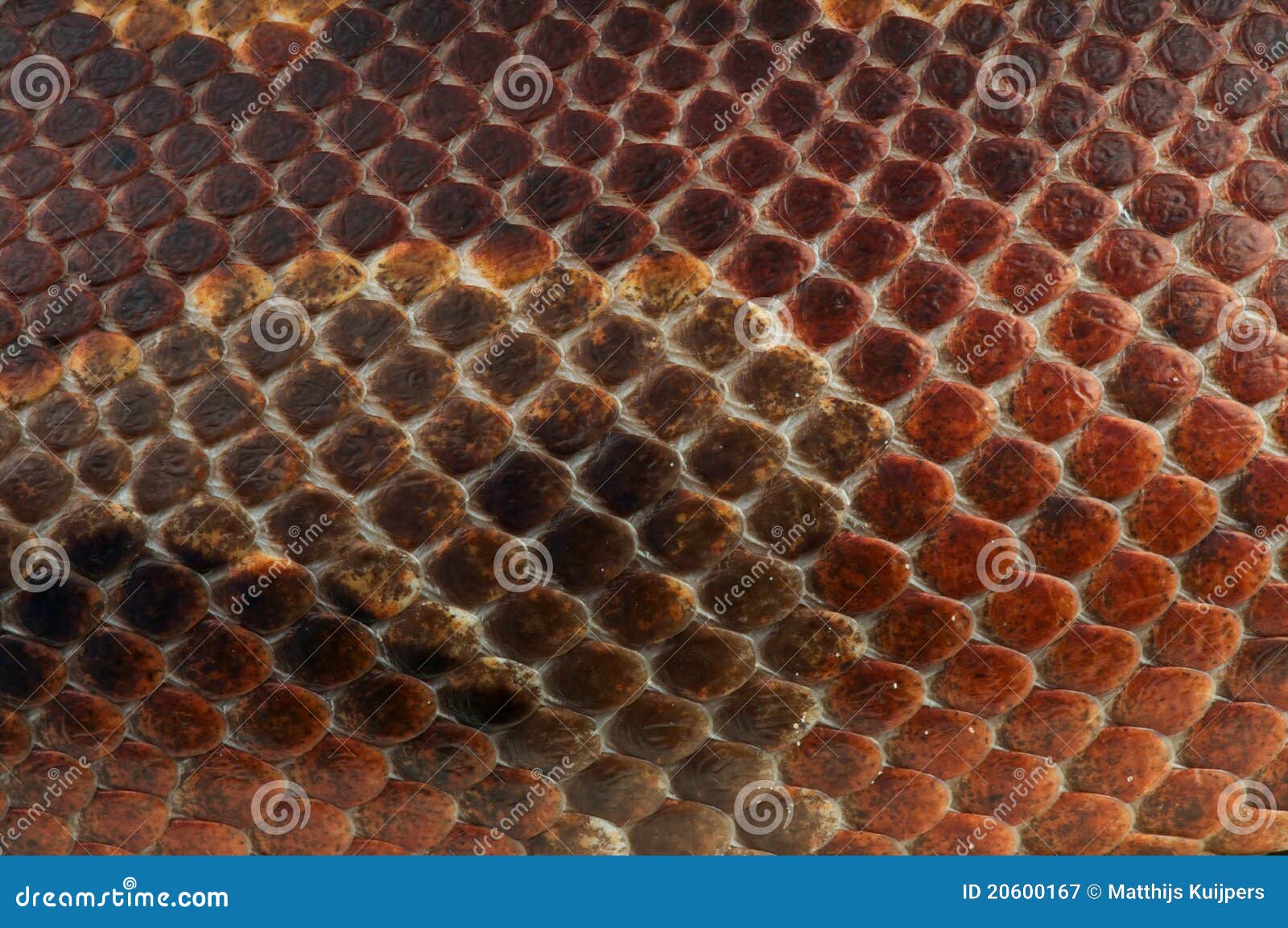 Snakeskin stock image. Image of tough, leathery, versatile - 20600167