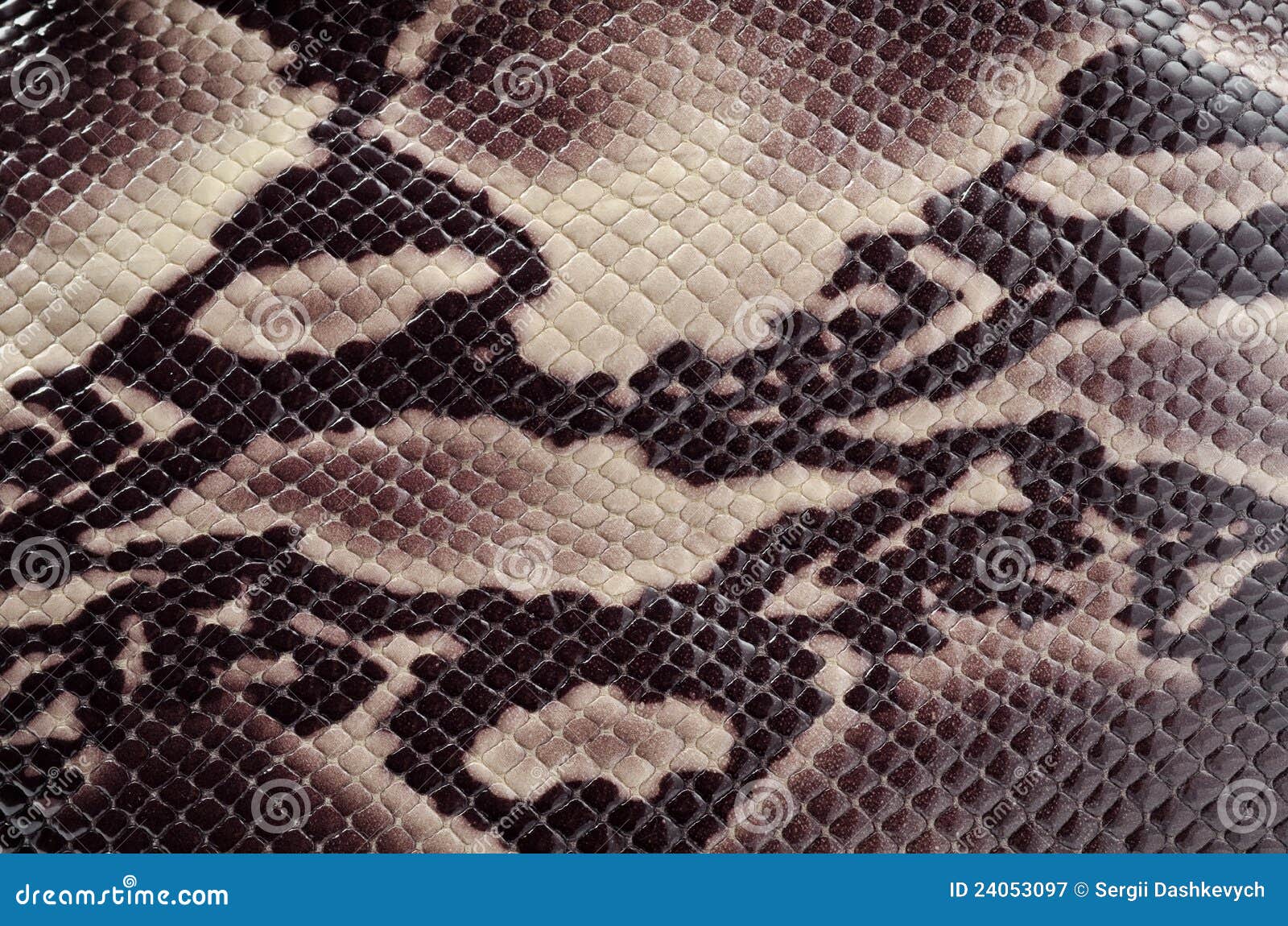 Snakeskin stock image. Image of hide, biology, full, frame - 24053097