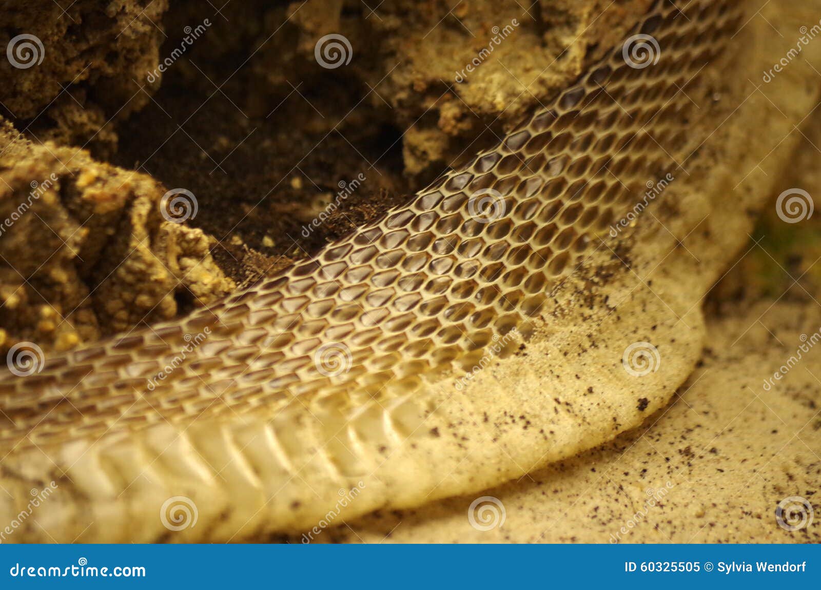Snakeskin stock image. Image of snakeskin, reptiles, animals - 60325505