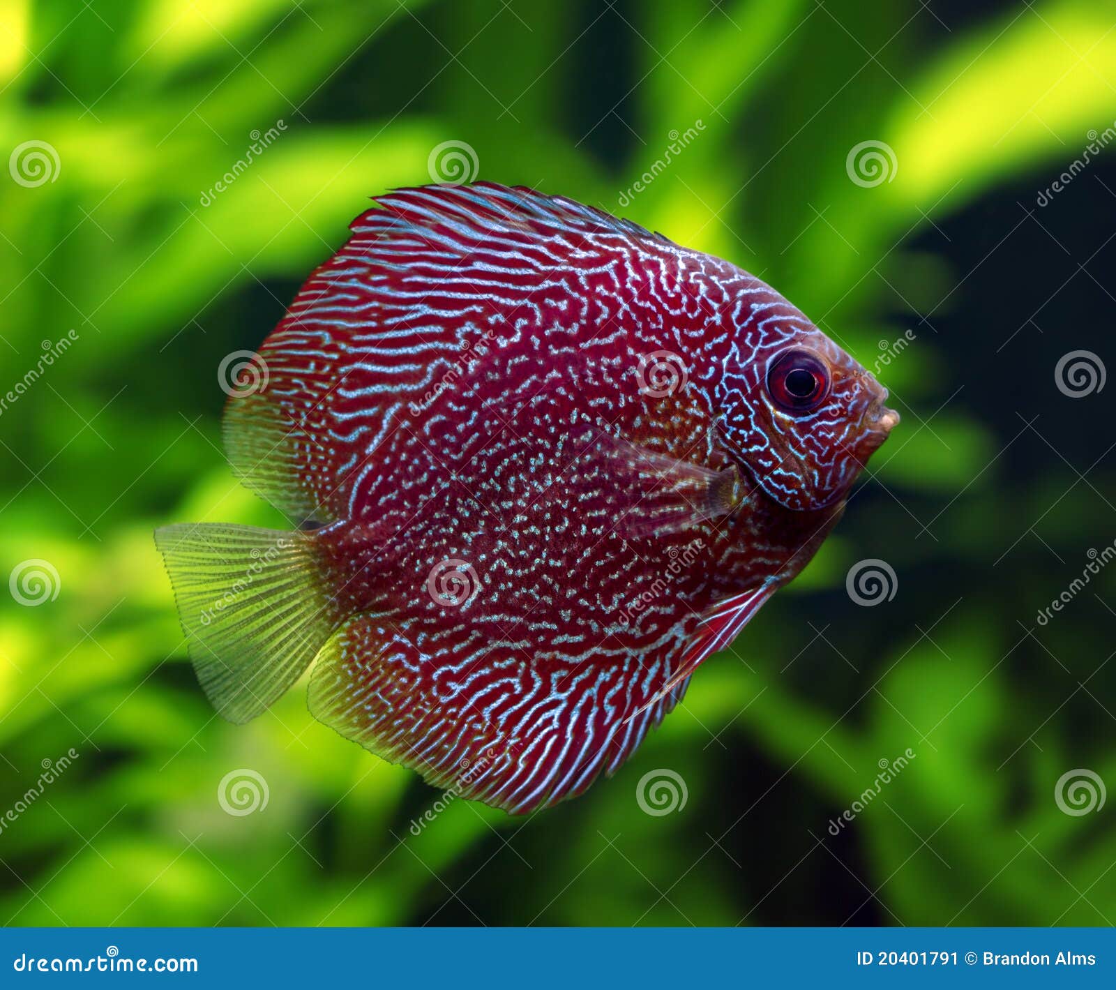 Snakeskin Discus Fish stock image. Image of tropical - 20401791