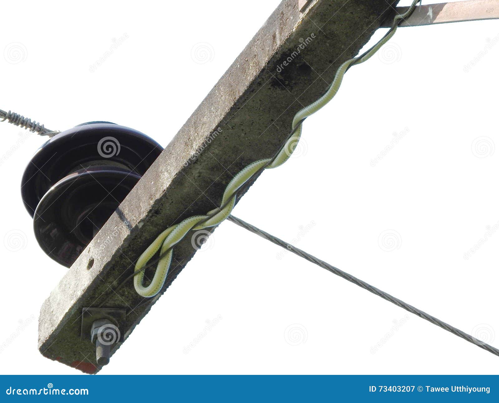 SnakeUnderBracket stock image. Image of electrical, viper - 73403207