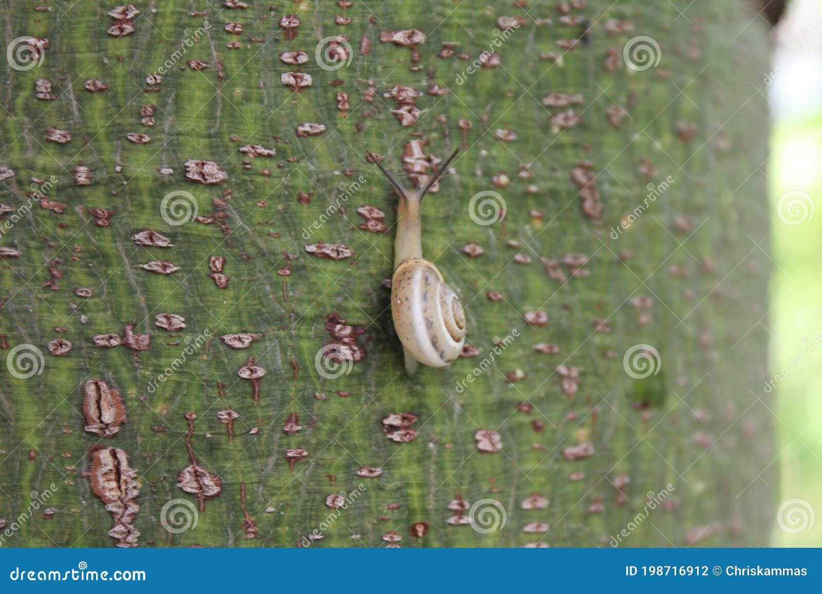 Snale stock photo. Image of nature, green, snale, wild - 198716912