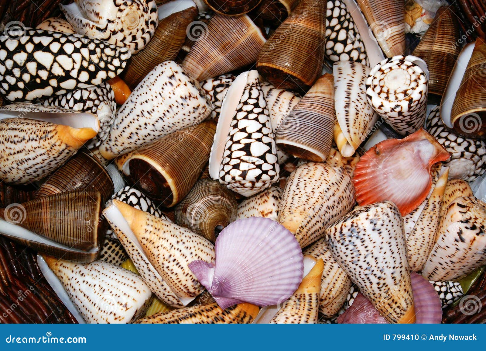 Snales and shells stock photo. Image of comb, good, shape - 799410
