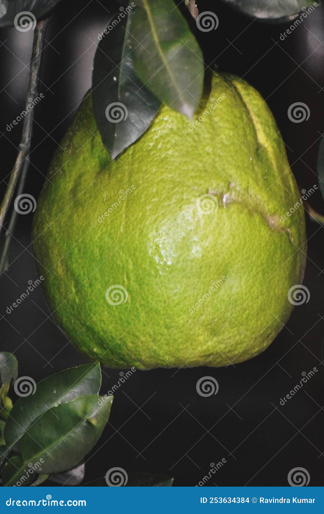 Snap of big lemon fruit stock photo. Image of leaf, green - 253634384