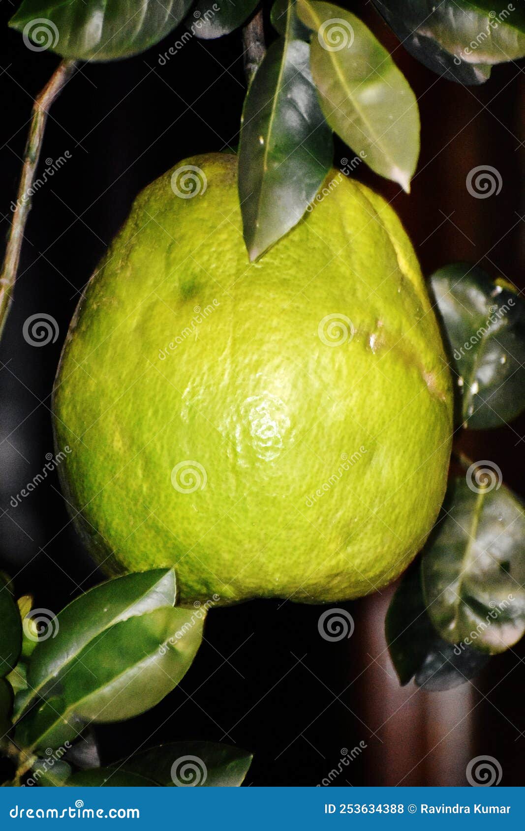 Snap of big lemon fruit stock photo. Image of yellow - 253634388