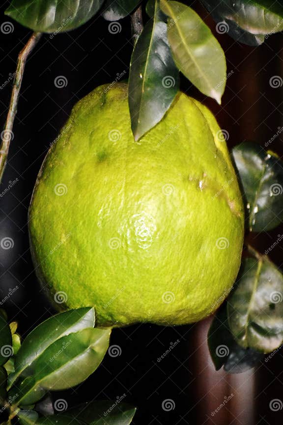 Snap of big lemon fruit stock photo. Image of yellow - 253634388