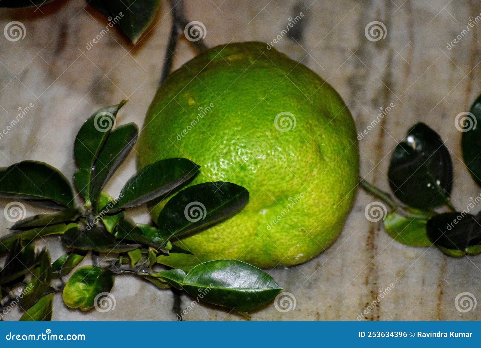 Snap of big lemon fruit stock photo. Image of green - 253634396