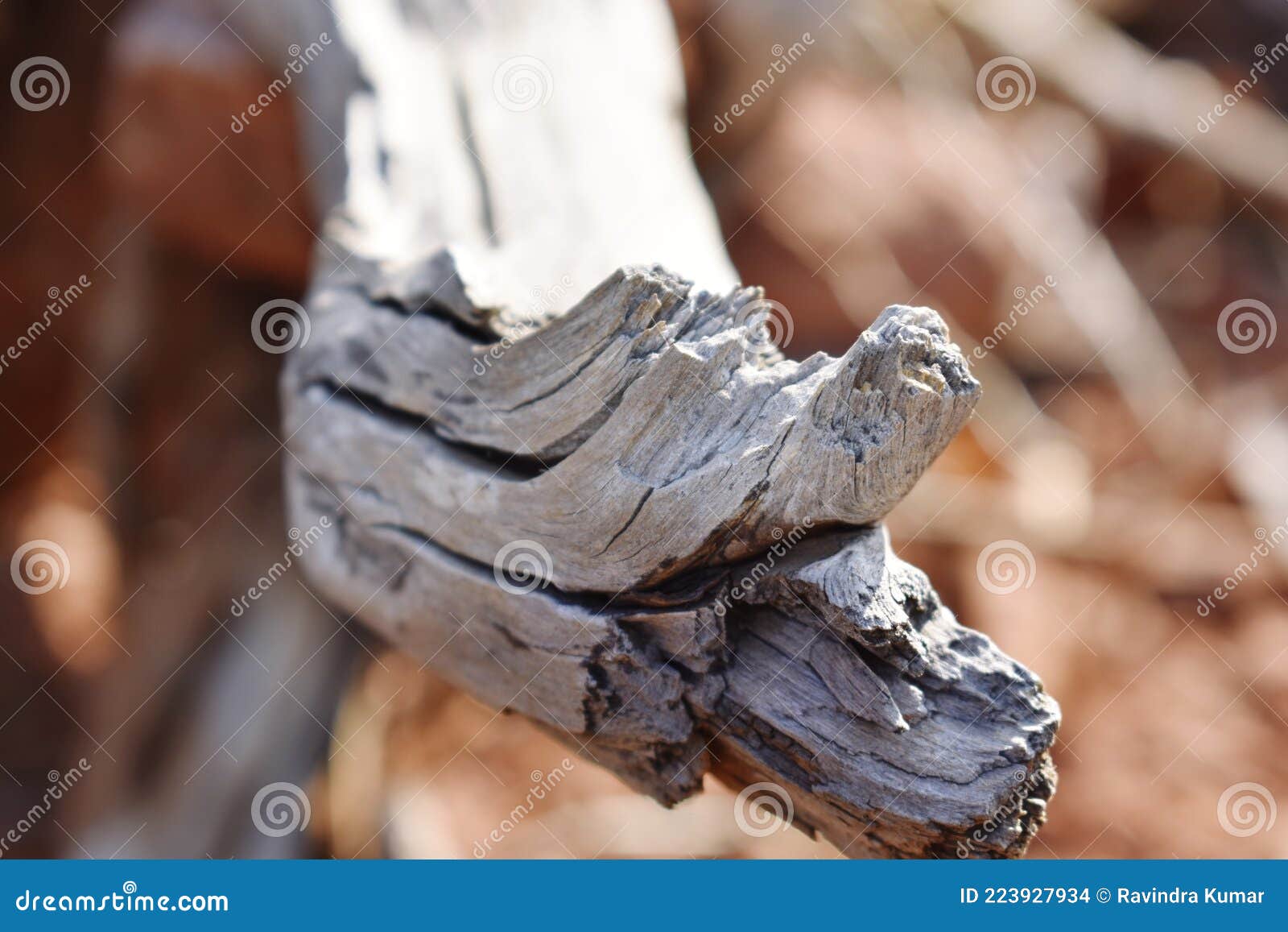 Snap of Broken wood stock photo. Image of obroken, snap - 223927934