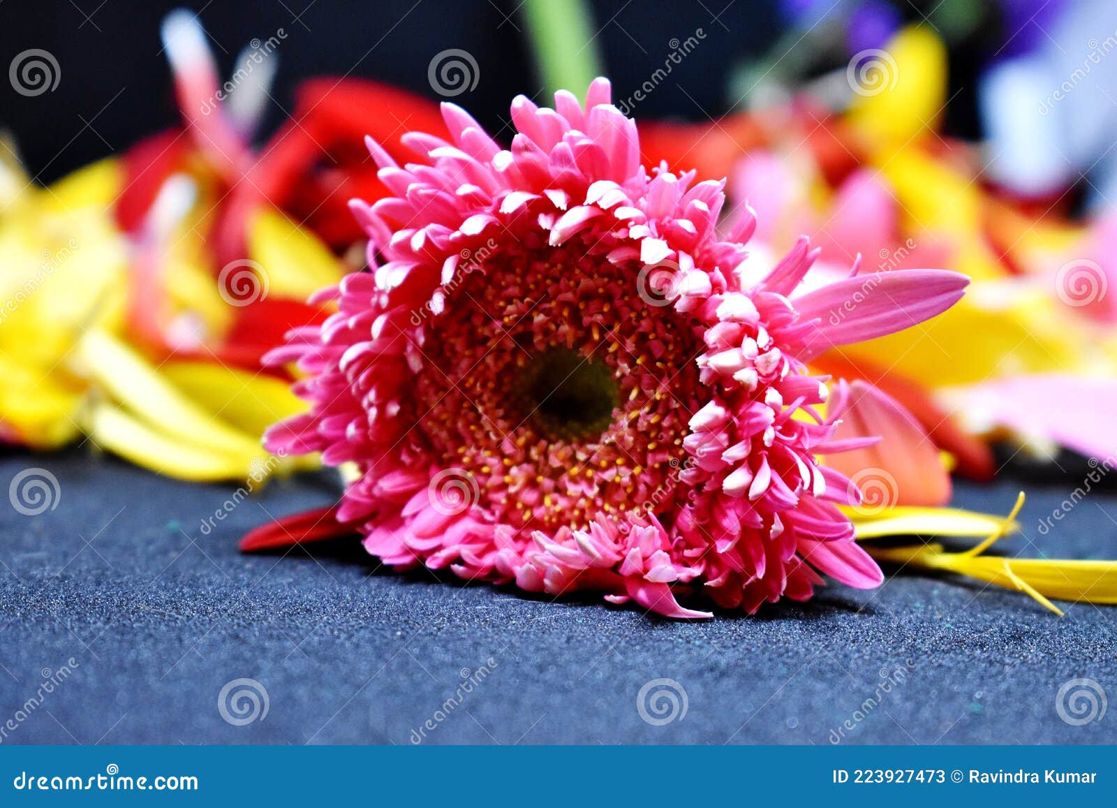 Snap of colourful flowers stock image. Image of pink - 223927473
