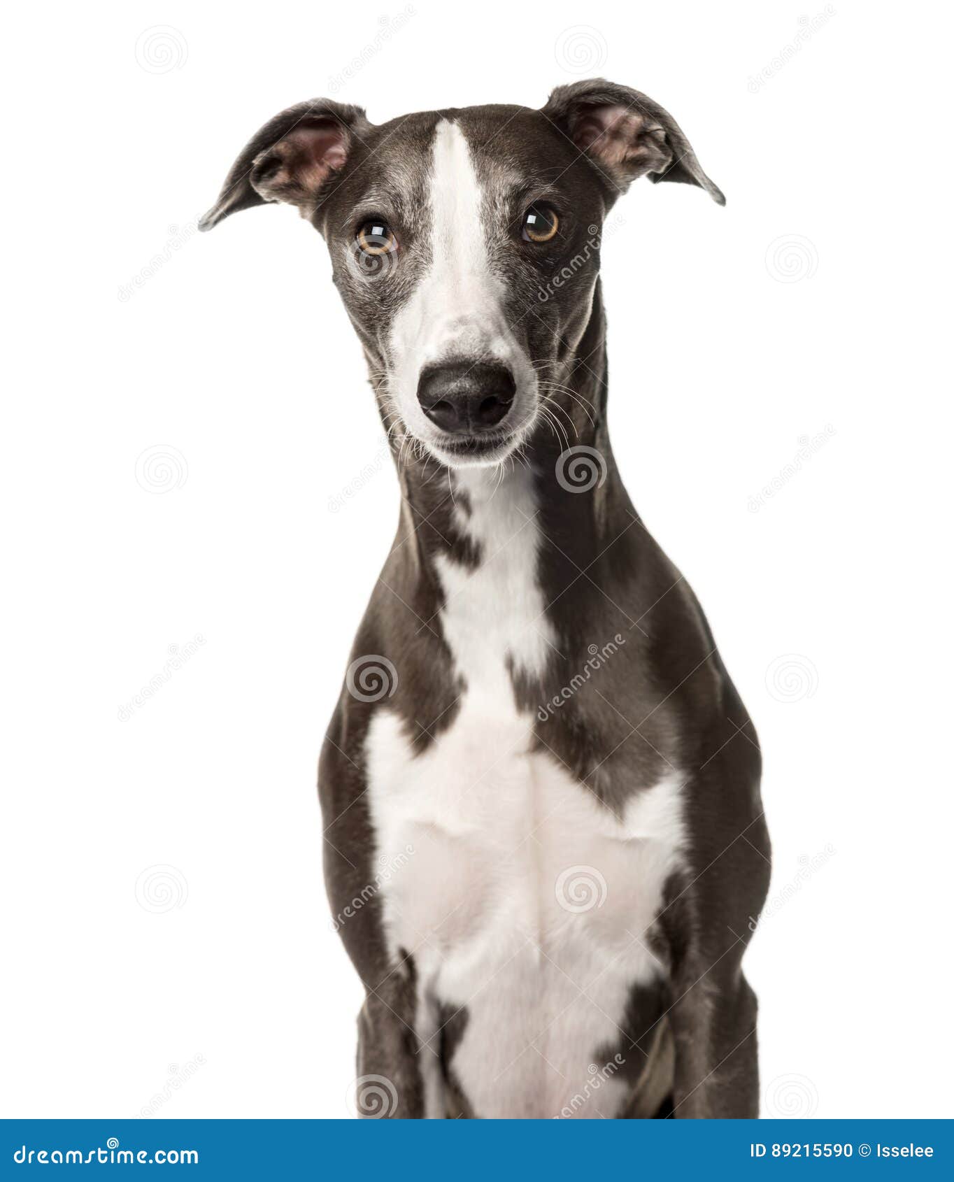 Snap dog sitting , stock photo. Image of looking, whippet - 89215590