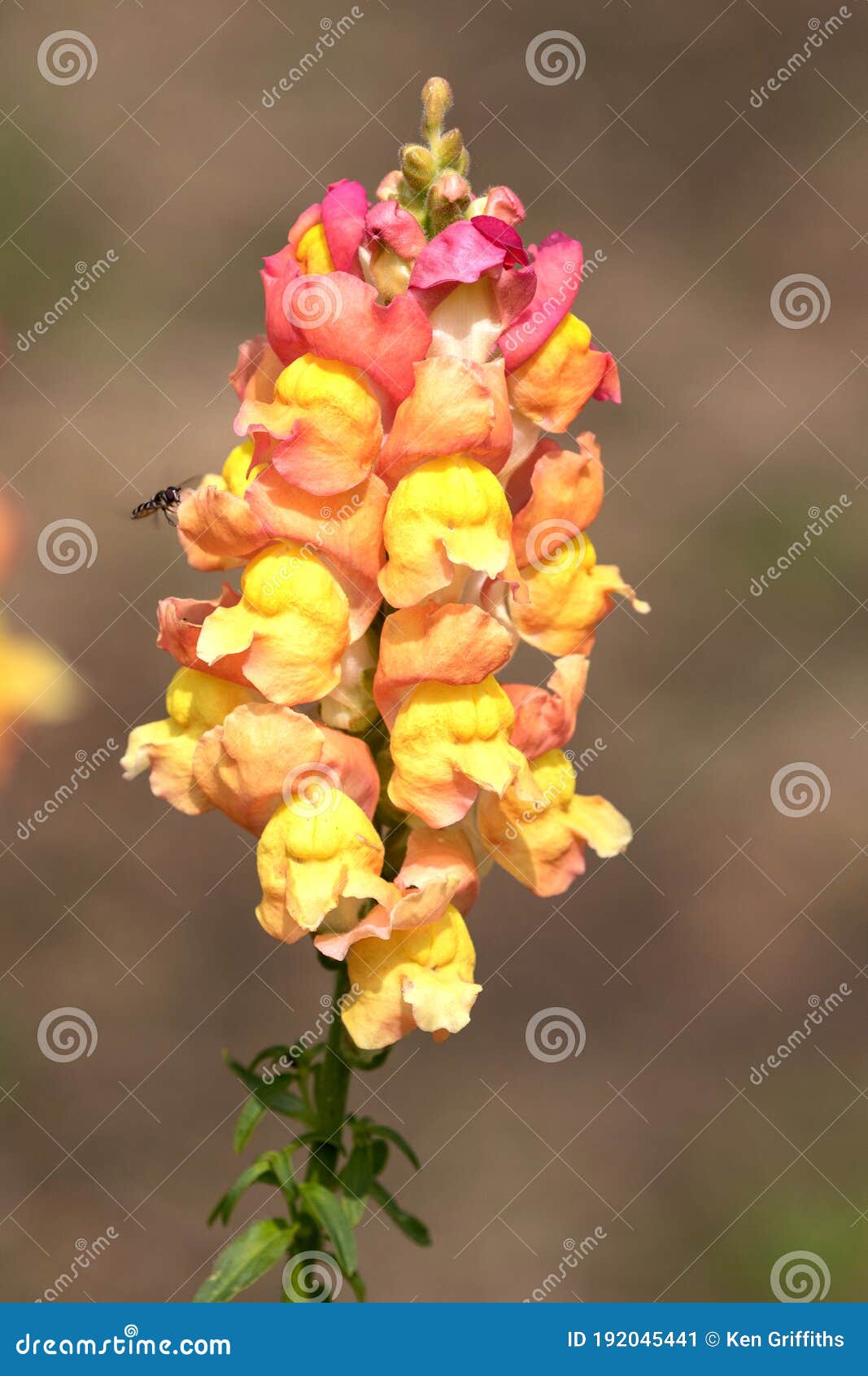 Snap Dragon stock image. Image of antirrhinum, floral - 192045441