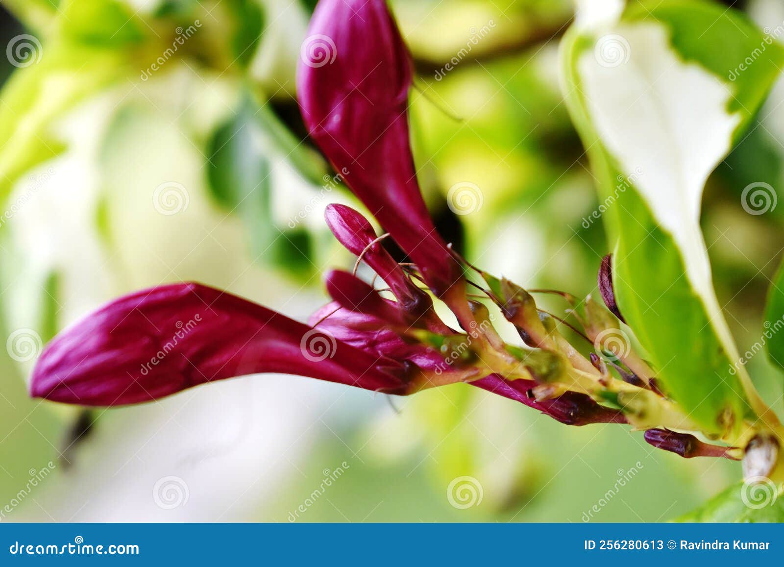 Snap of Flower bud stock image. Image of produce, nature - 256280613