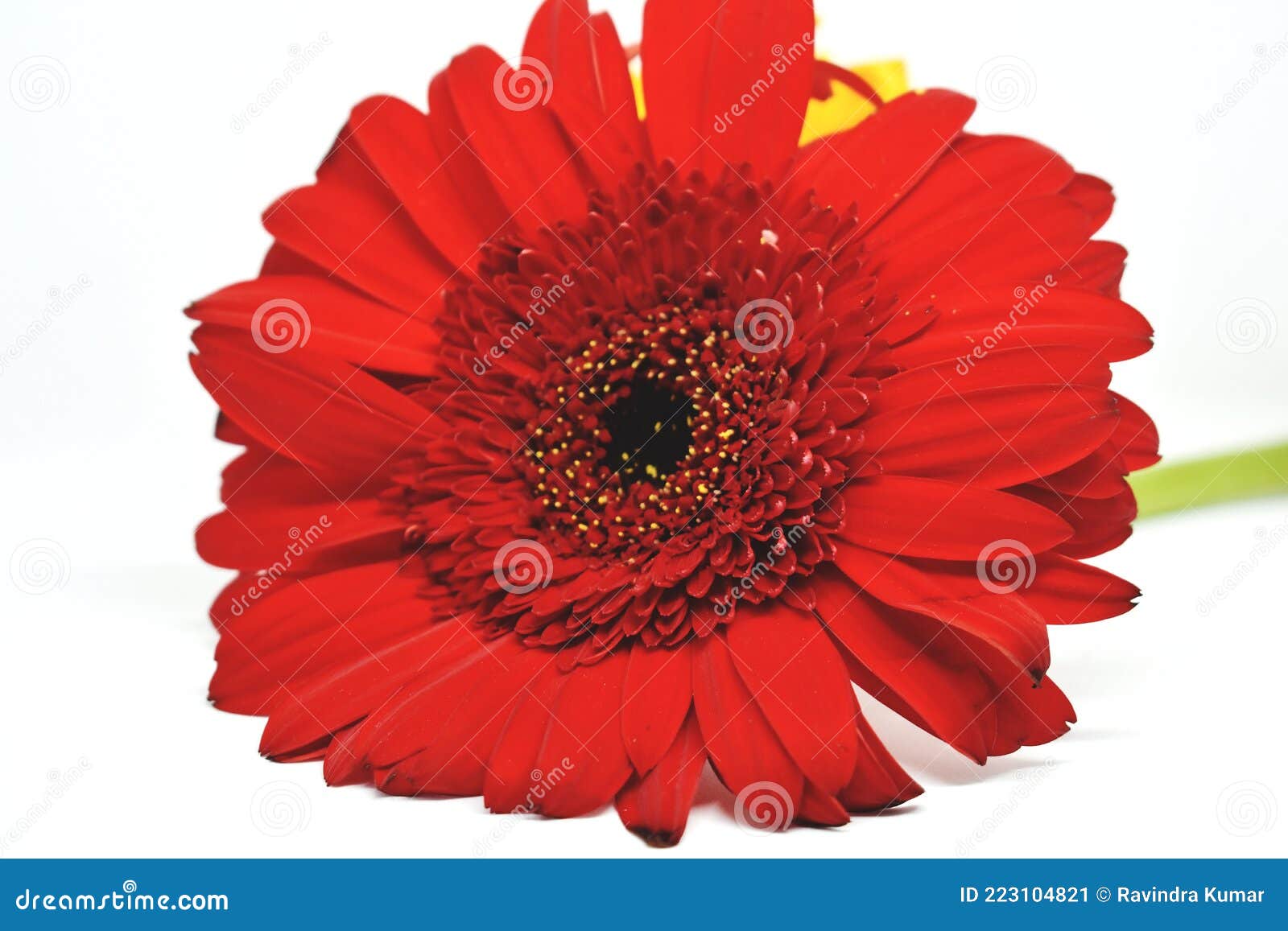 Snap of Flower in White Background Stock Image - Image of plant ...