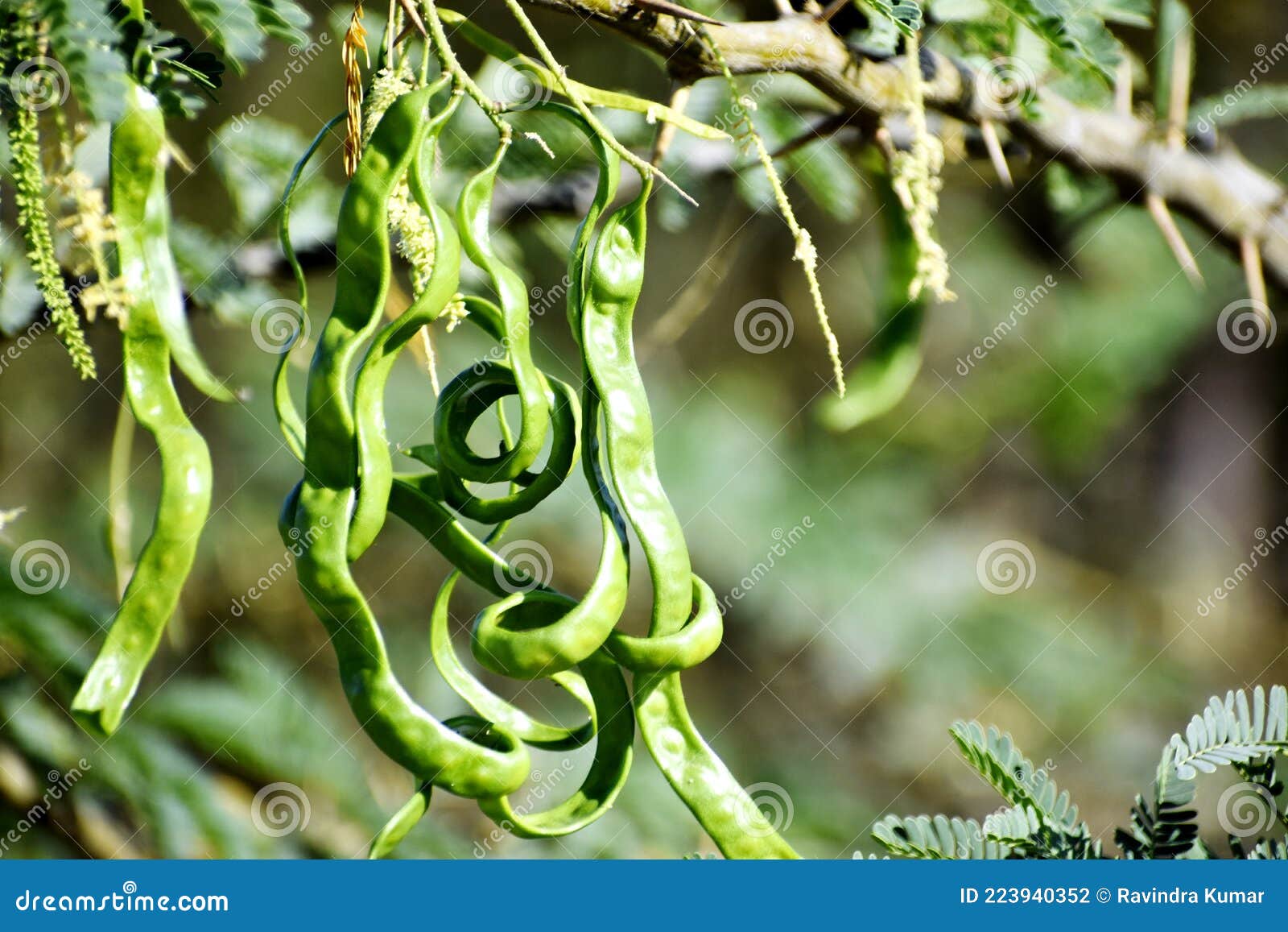 Snap of fruits of babool stock photo. Image of babool - 223940352