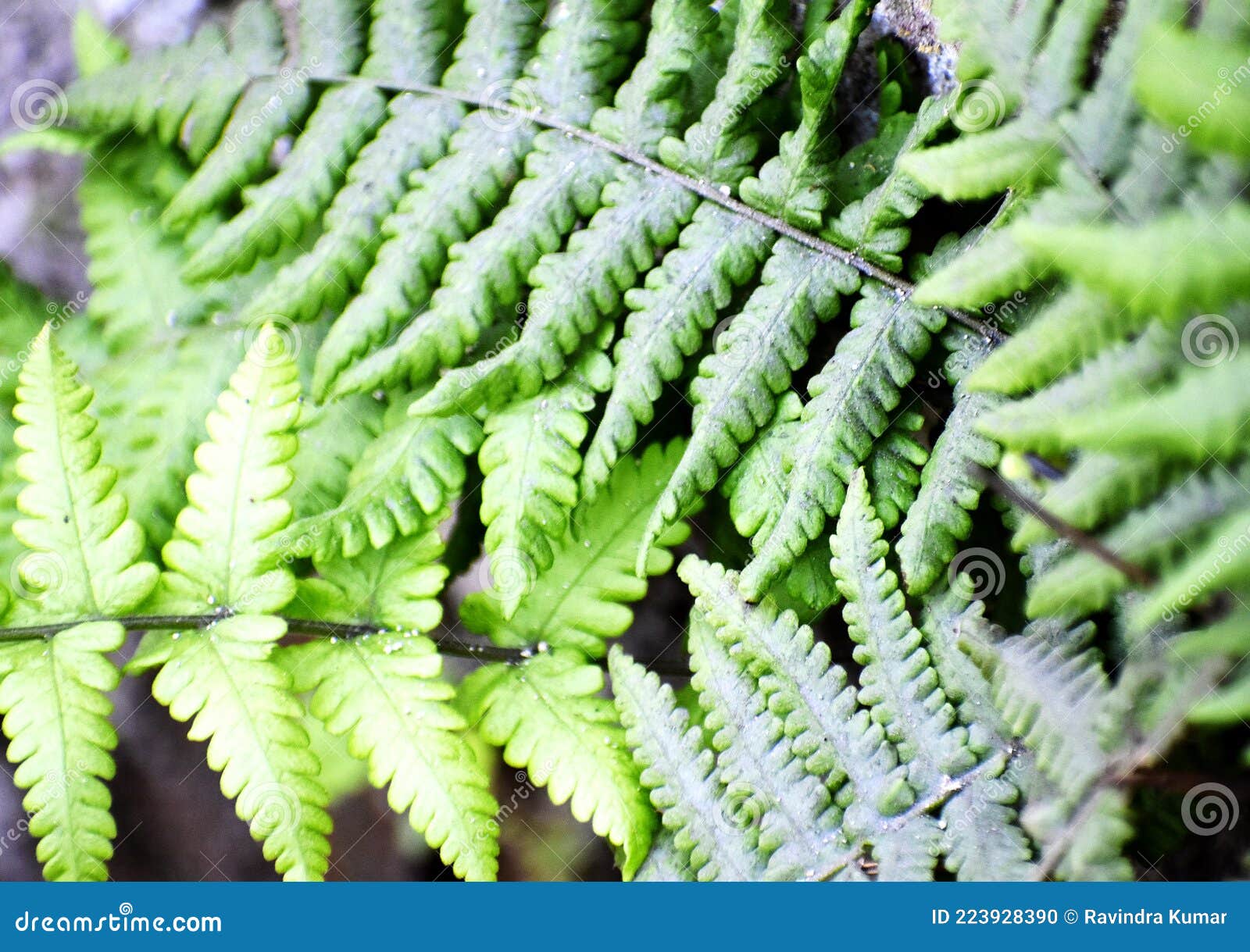 Snap of green Grass stock photo. Image of outdoor, grass - 223928390